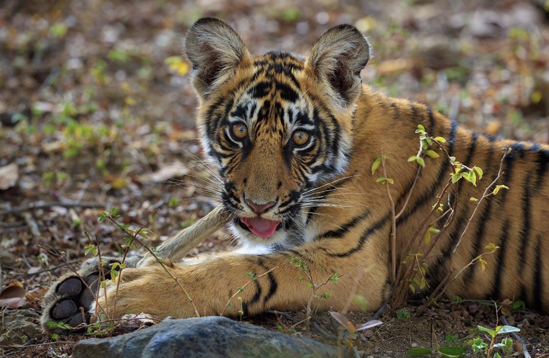 A Beautiful Tiger Cub Blep | Scrolller