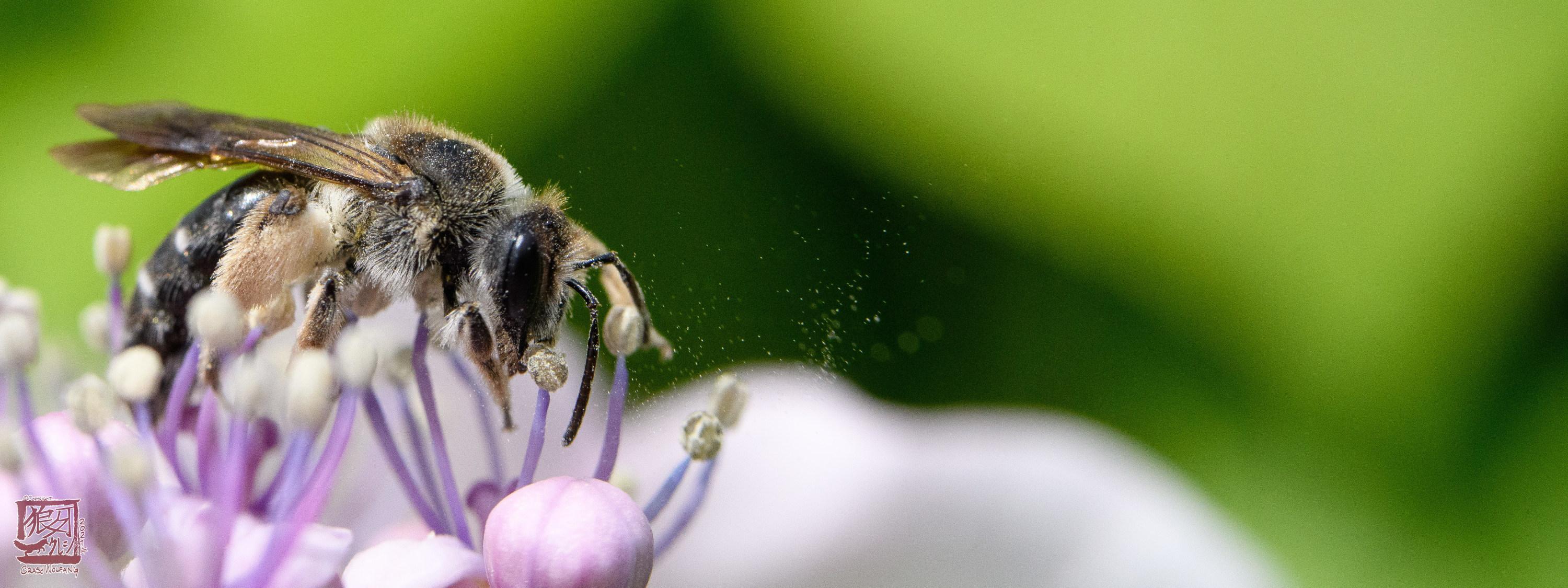 🔥 A bee flinging pollen [OC] | Scrolller