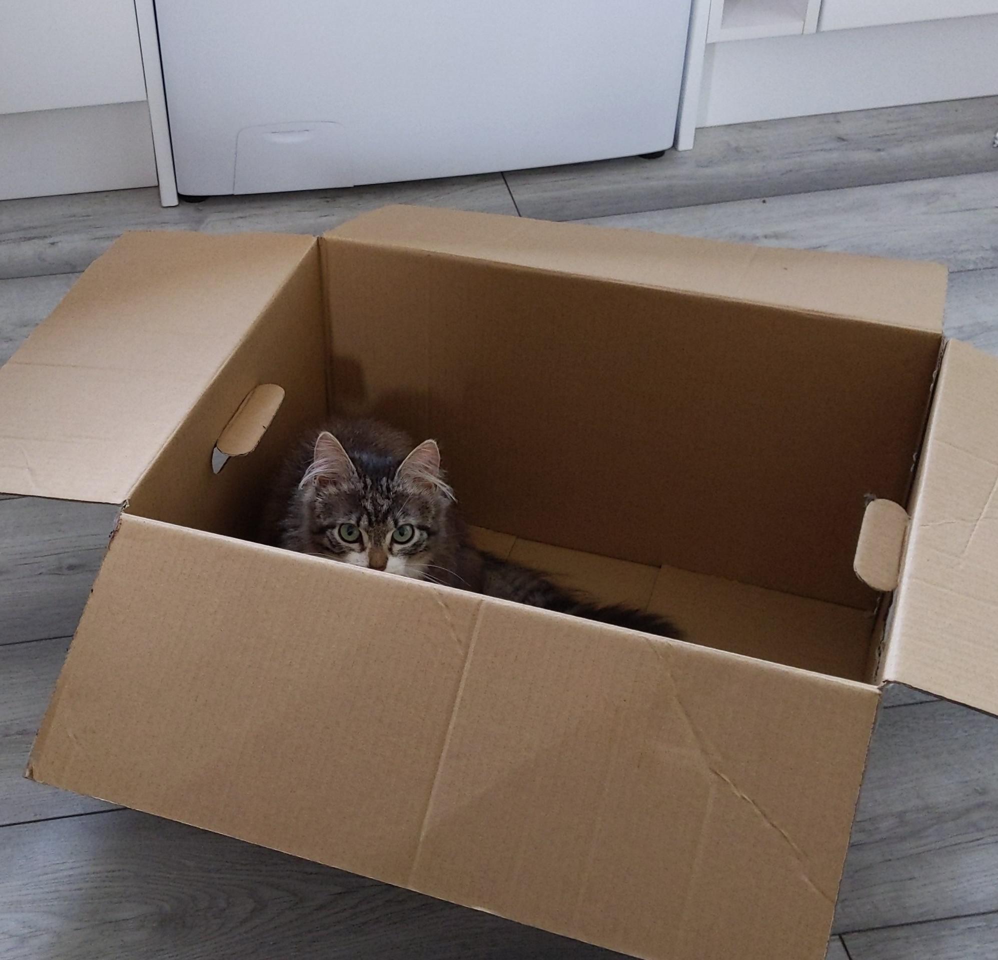 A big trap for a small kitten | Scrolller