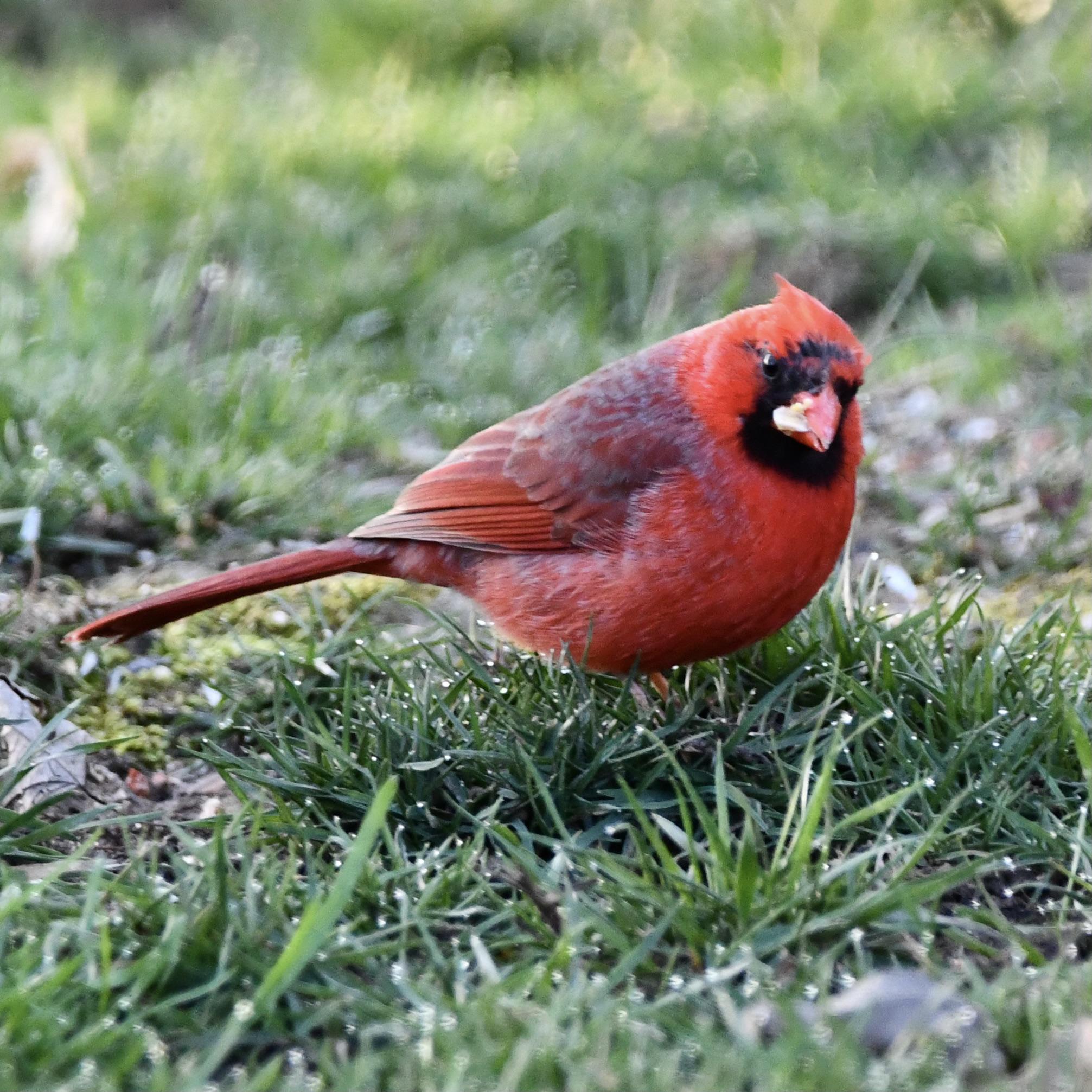 A Cardinal grabbing a snack | Scrolller