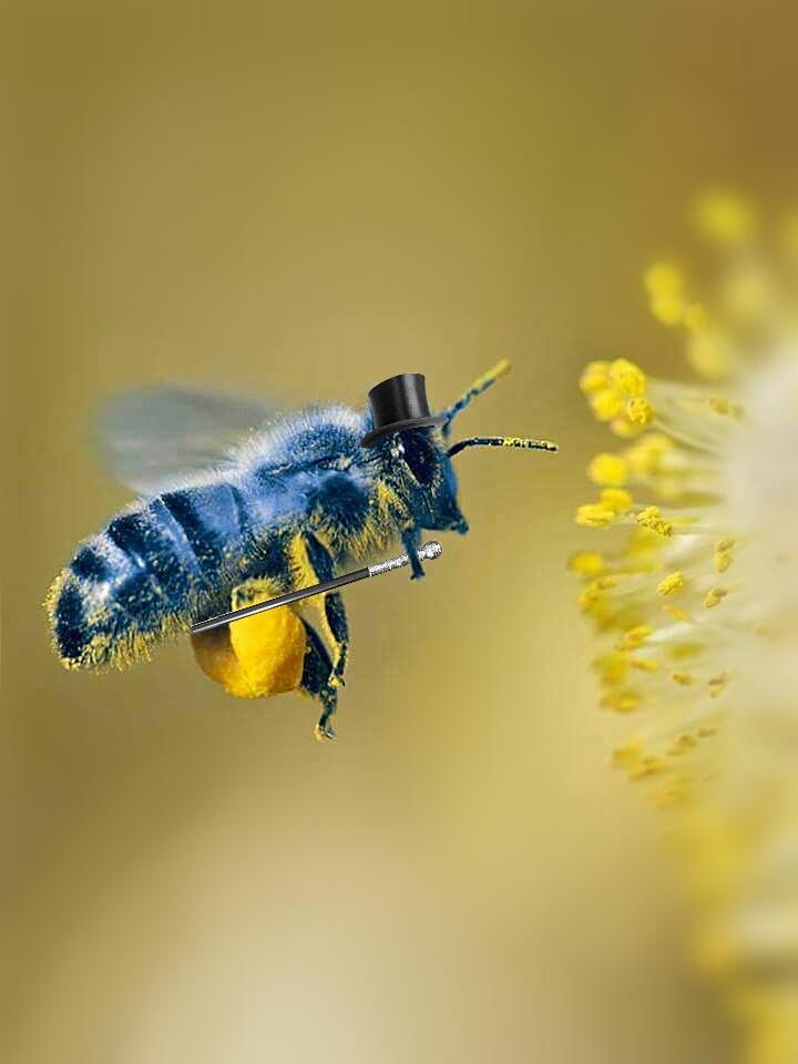 A Classy Bee, Gathering Pollen. | Scrolller
