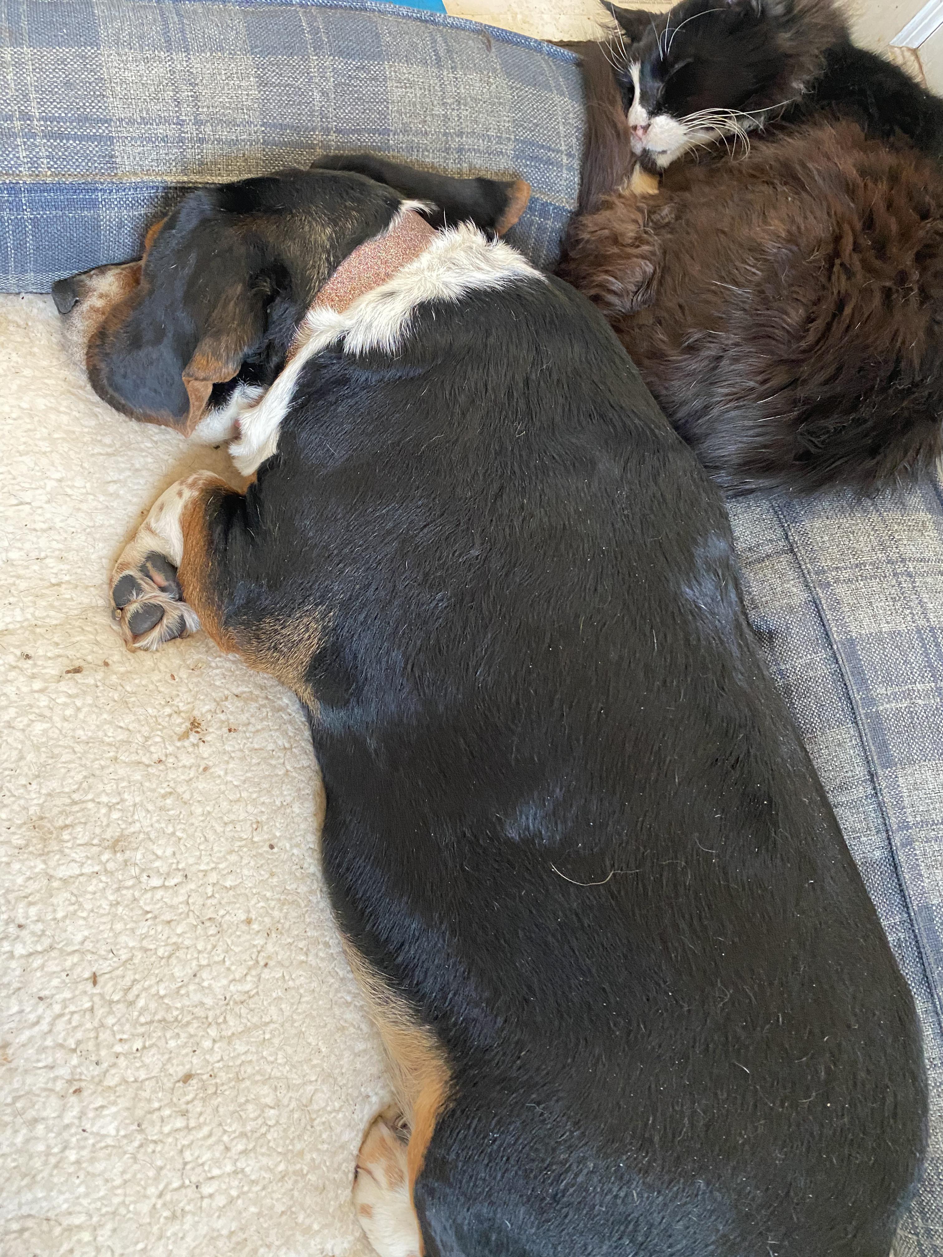 A compromise was made | Scrolller