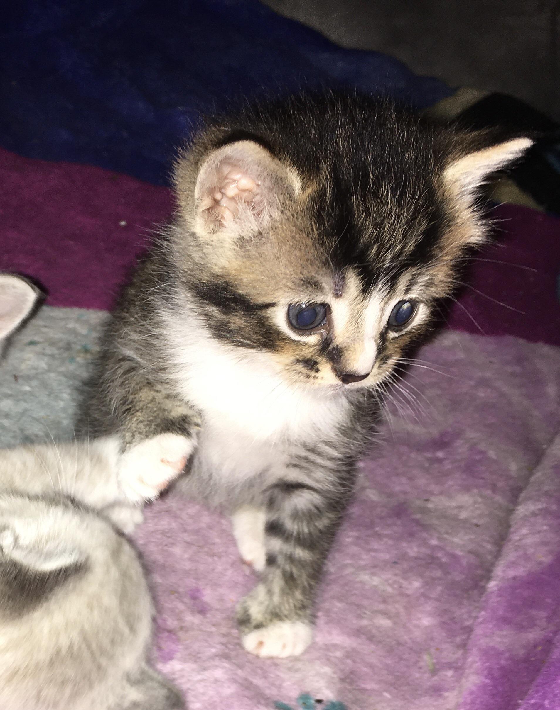 A cute baby kitten | Scrolller