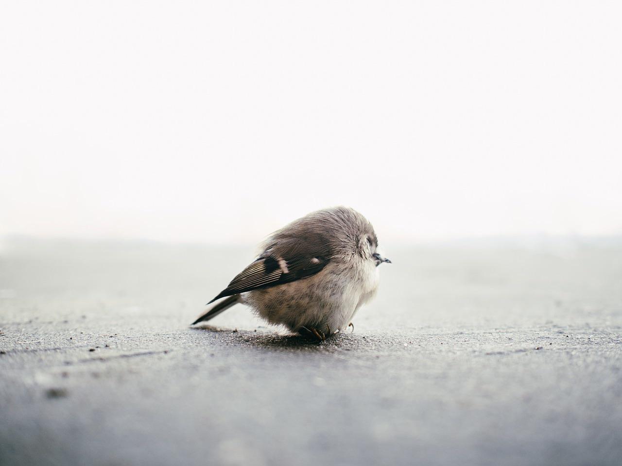 A cute little borb chillin | Scrolller
