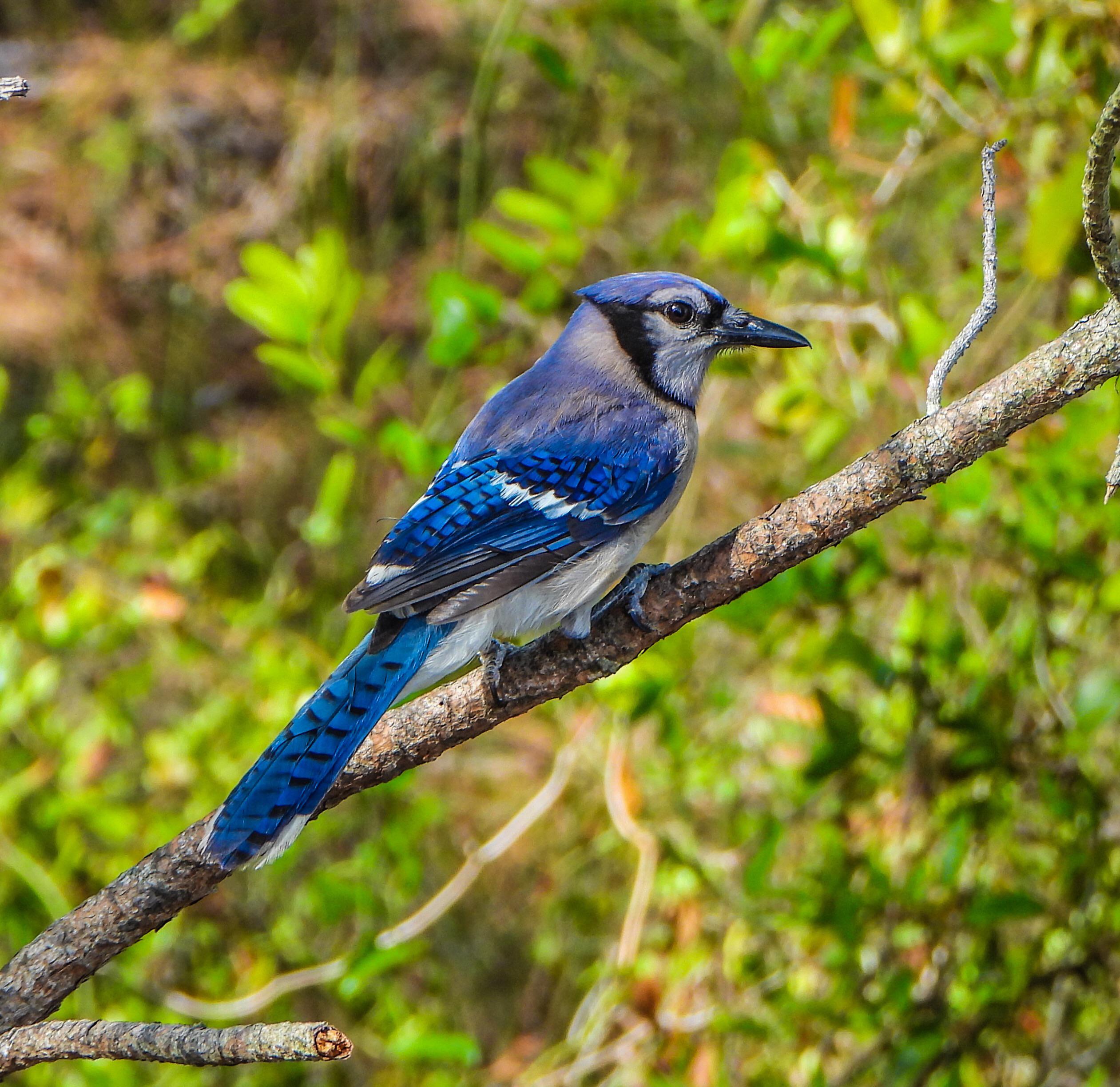 A dapper Blue-Jay | Scrolller