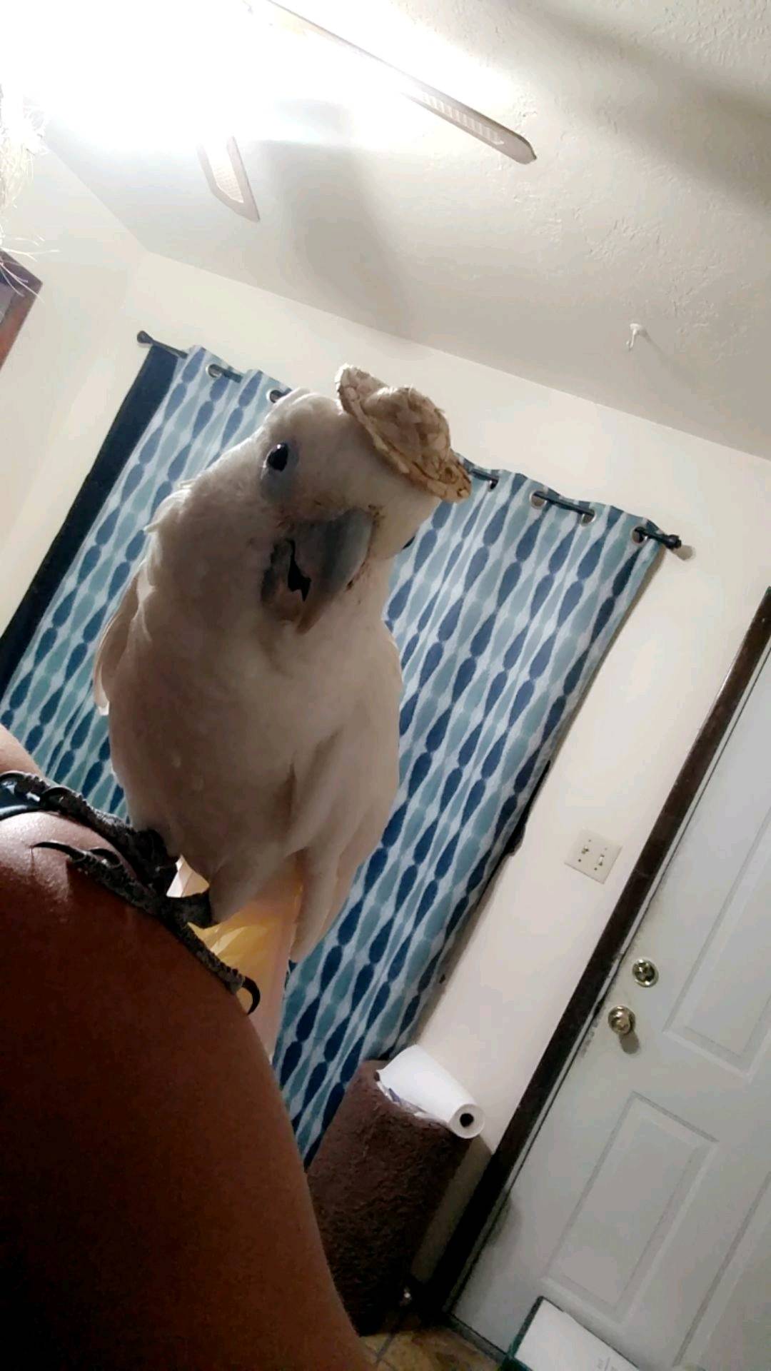 A Dapper Sammy 👒 | Scrolller