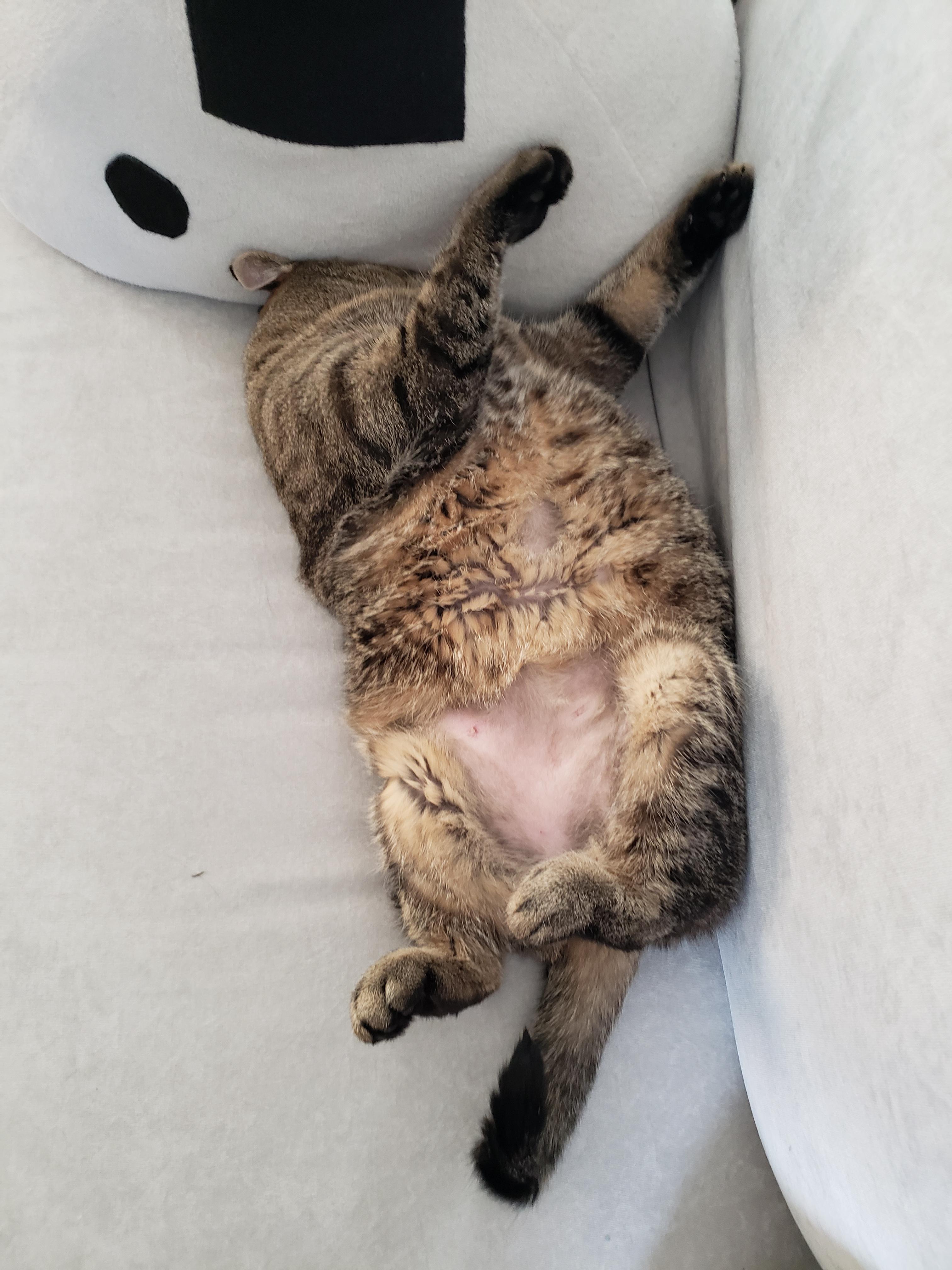 A Derpy Nap | Scrolller