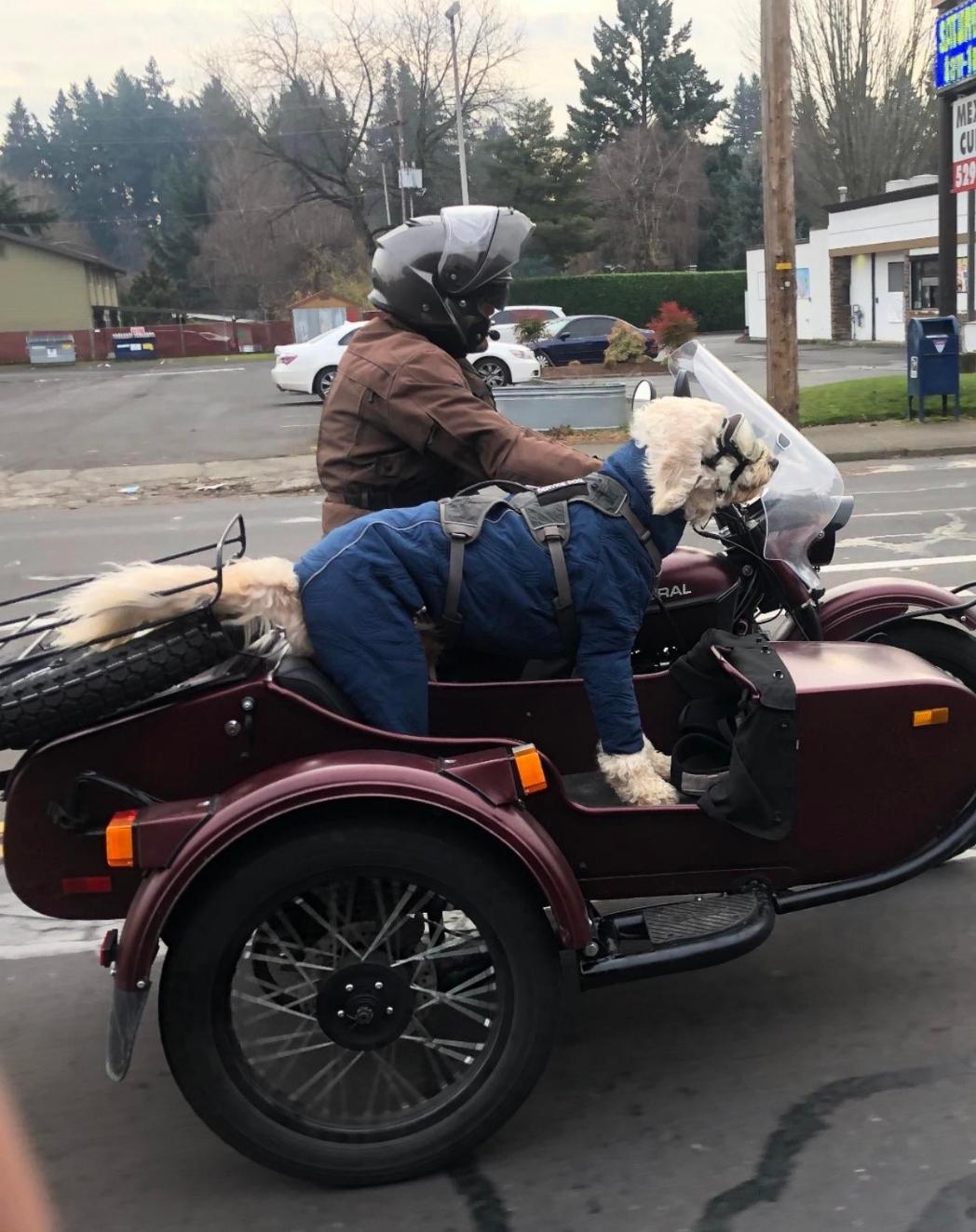 A Doggy Sidecar | Scrolller