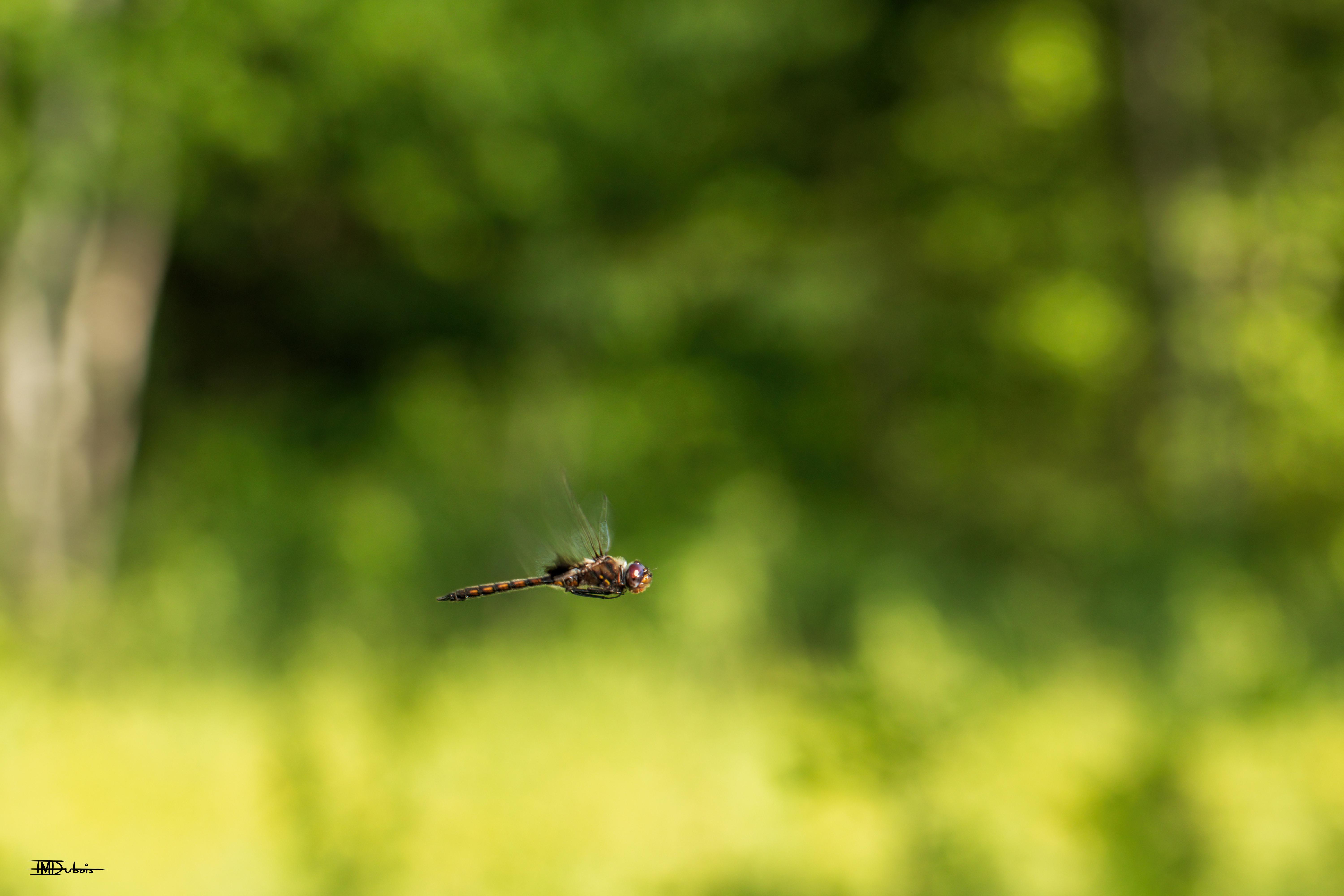 A dragonfly in flight [OC] | Scrolller