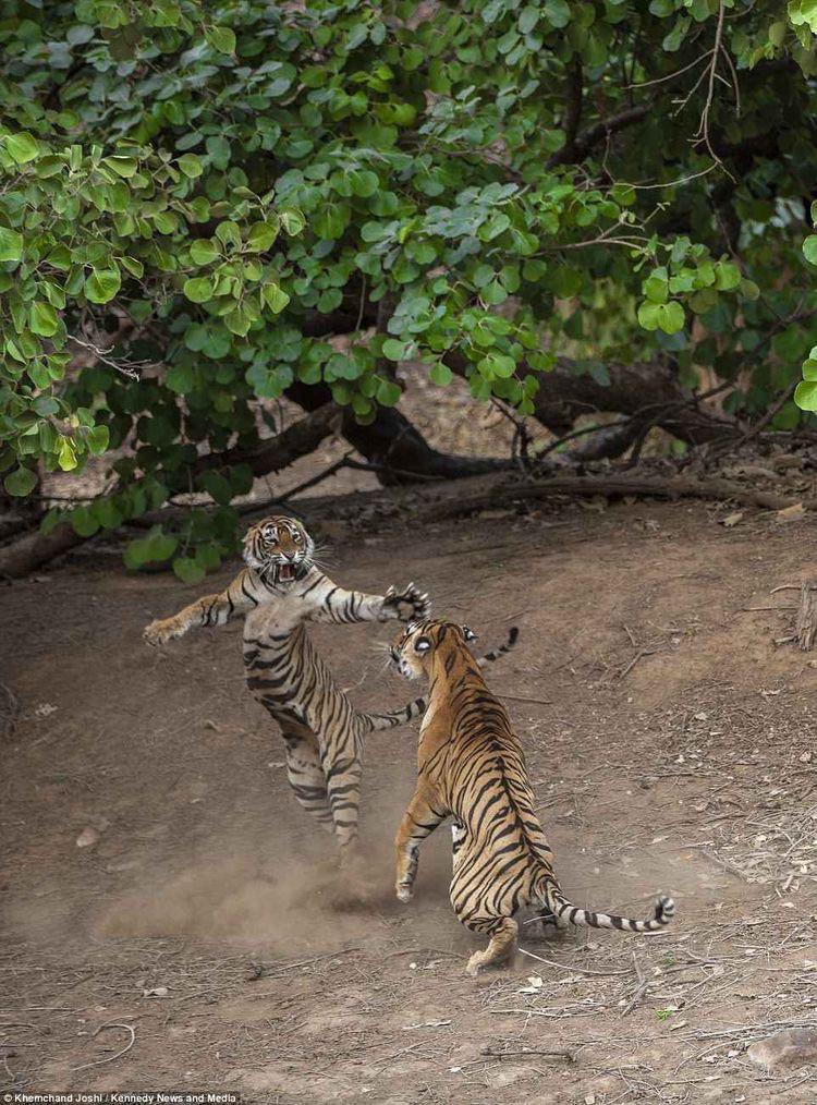 A female tiger doing a little dance-fighting to see off a young male tiger. | Scrolller