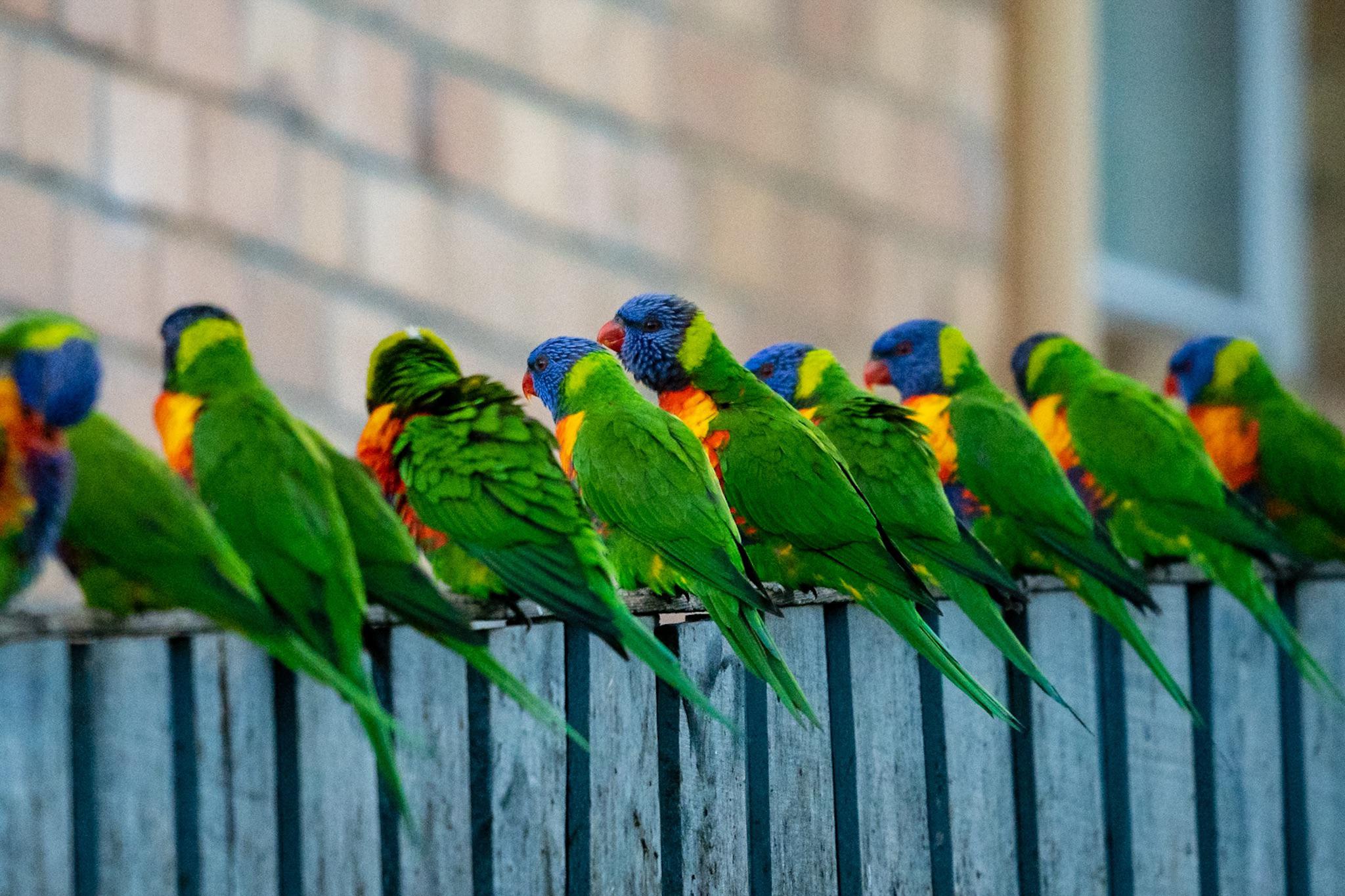 A Fence Full of Australian Rainbow Lorikeets | Scrolller
