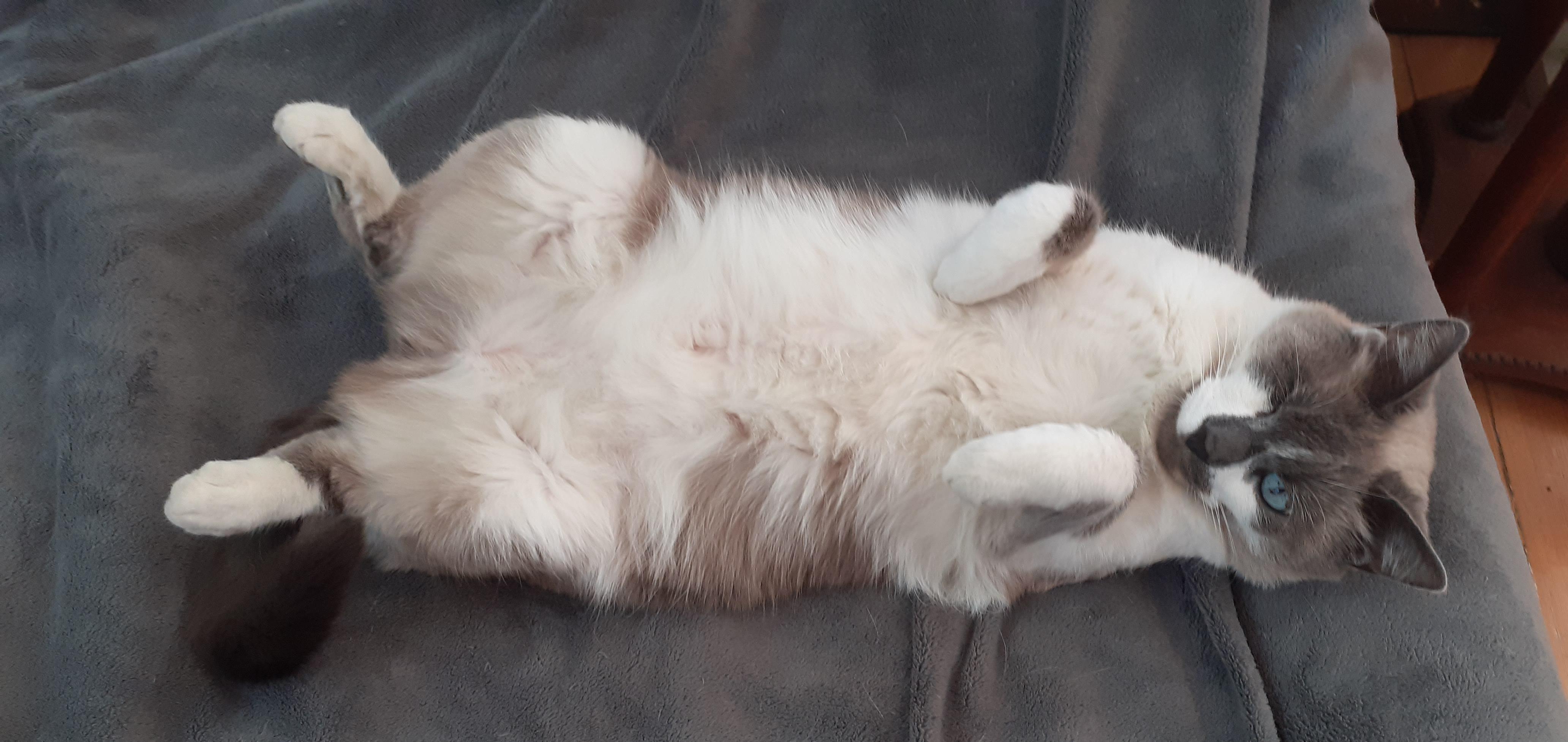A floof's belly | Scrolller
