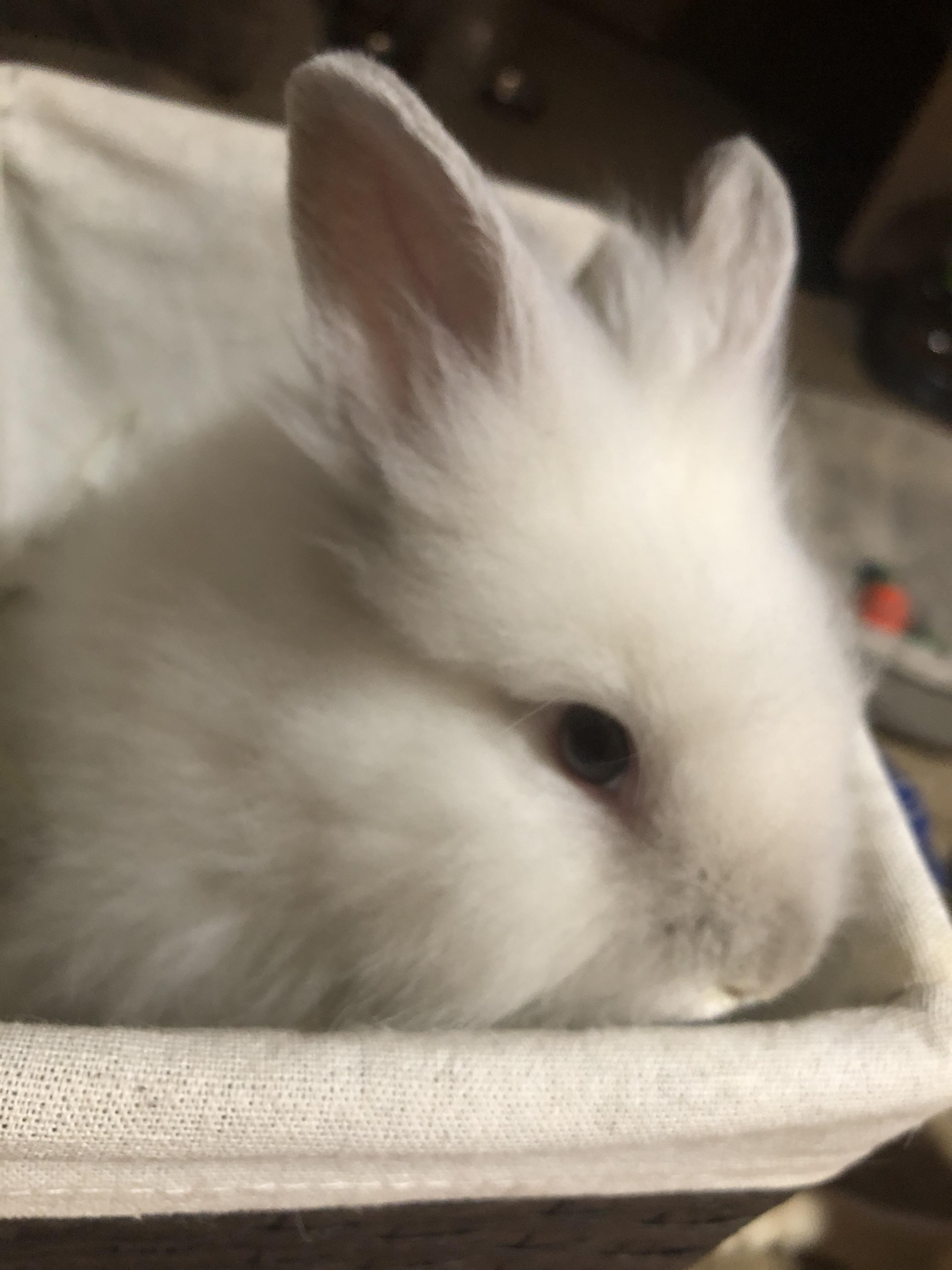 A fluffy cloud | Scrolller