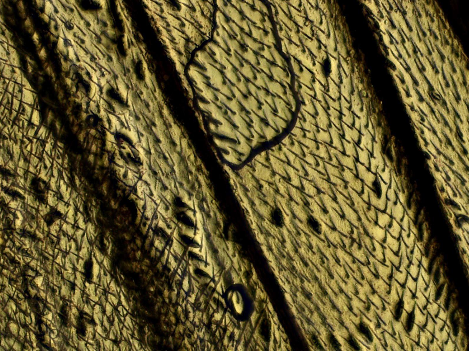 A Flys Wing Under An Optical Microscope Scrolller