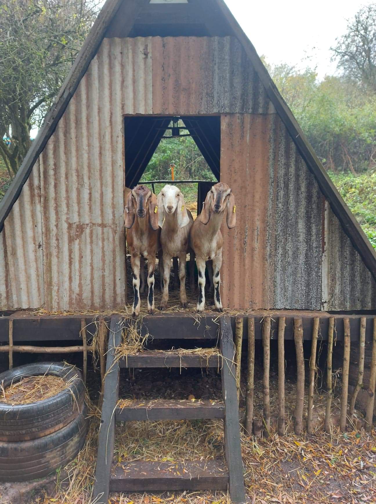 A frame shed. Now with added goats! | Scrolller