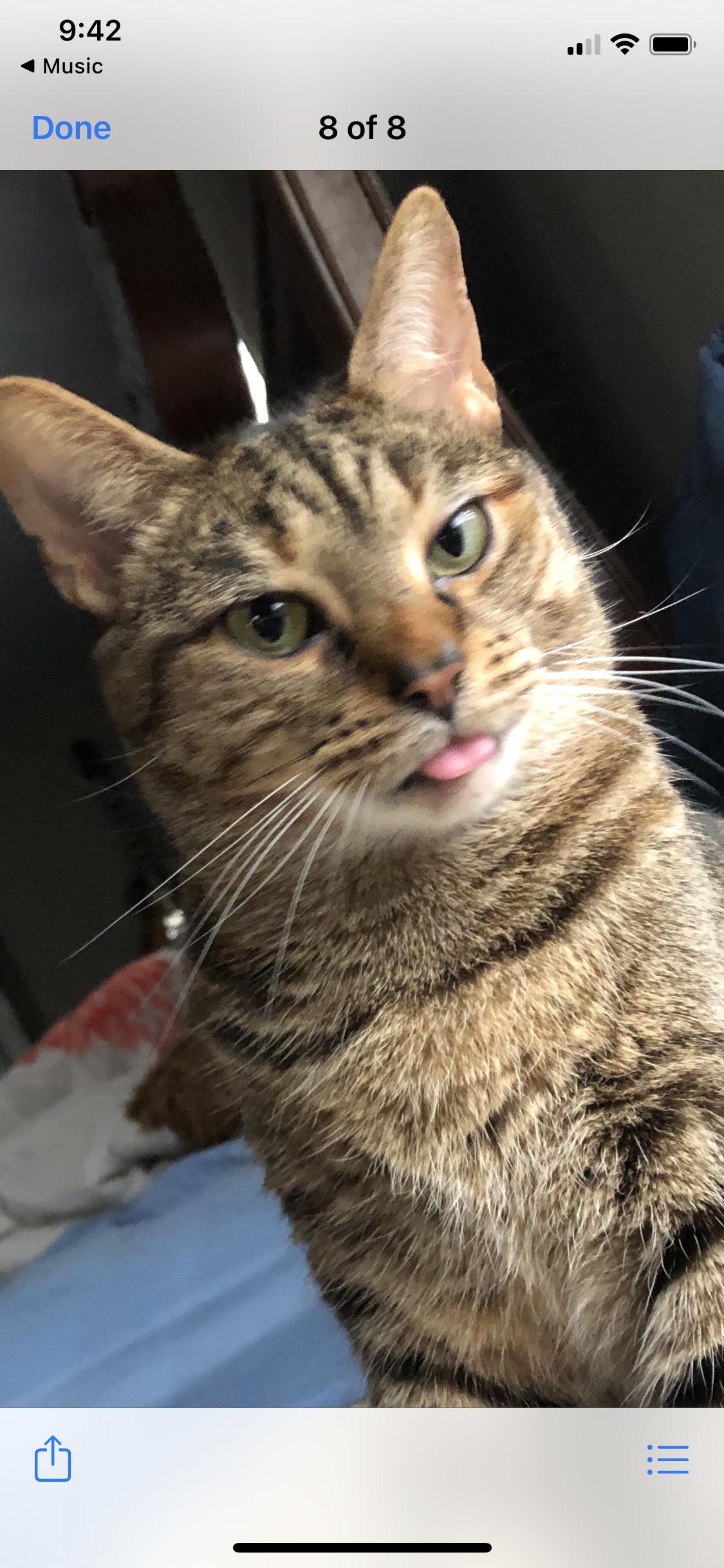 A fresh blep from Stinky | Scrolller