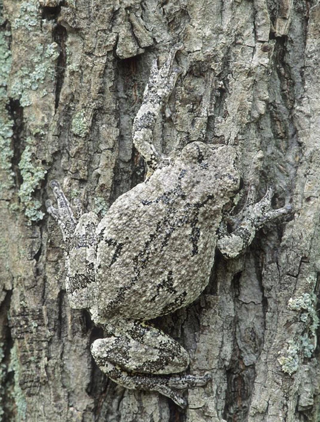🔥 A frog blending in with a tree! | Scrolller