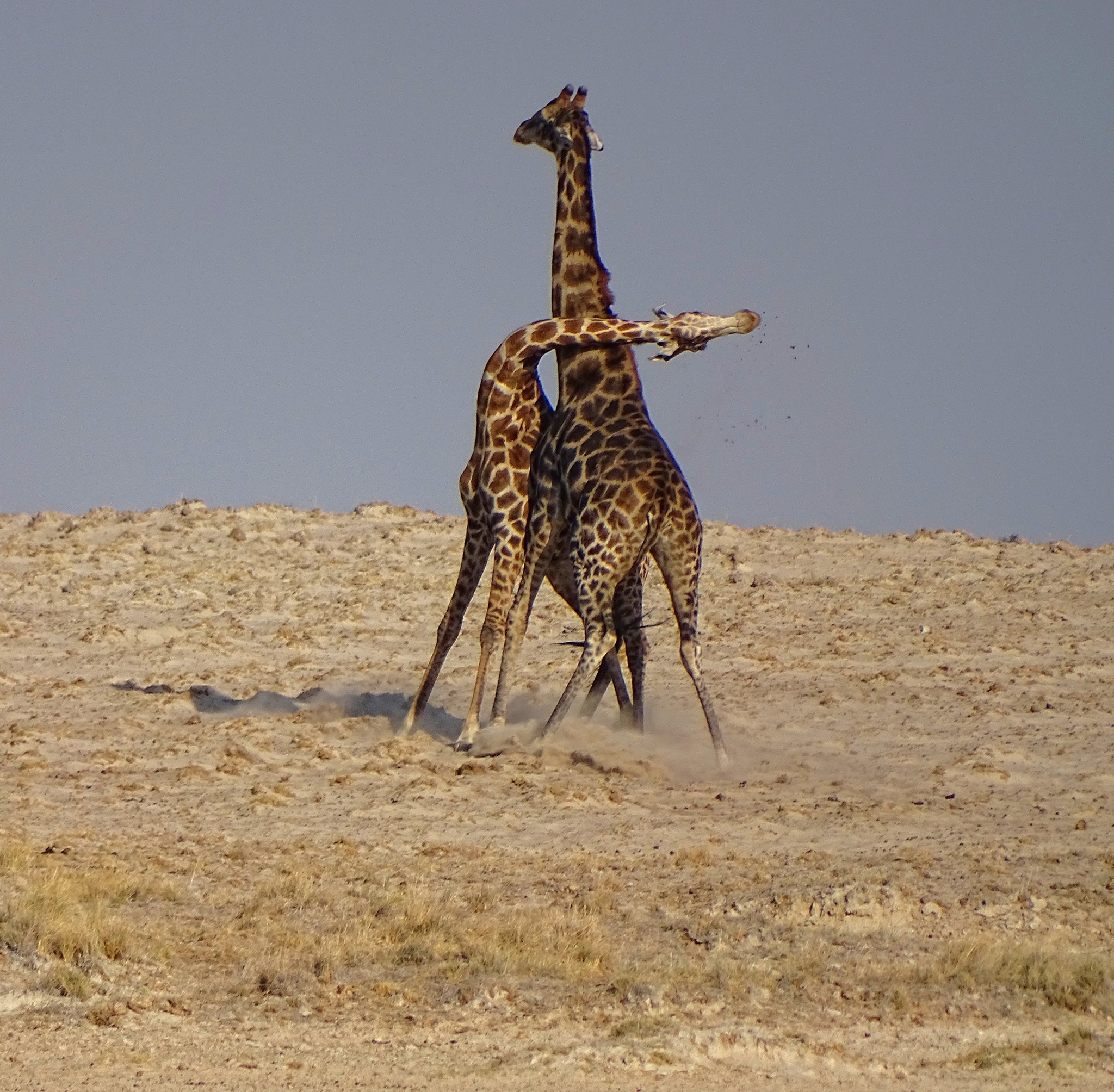 a giraffe hitting another with its neck | Scrolller