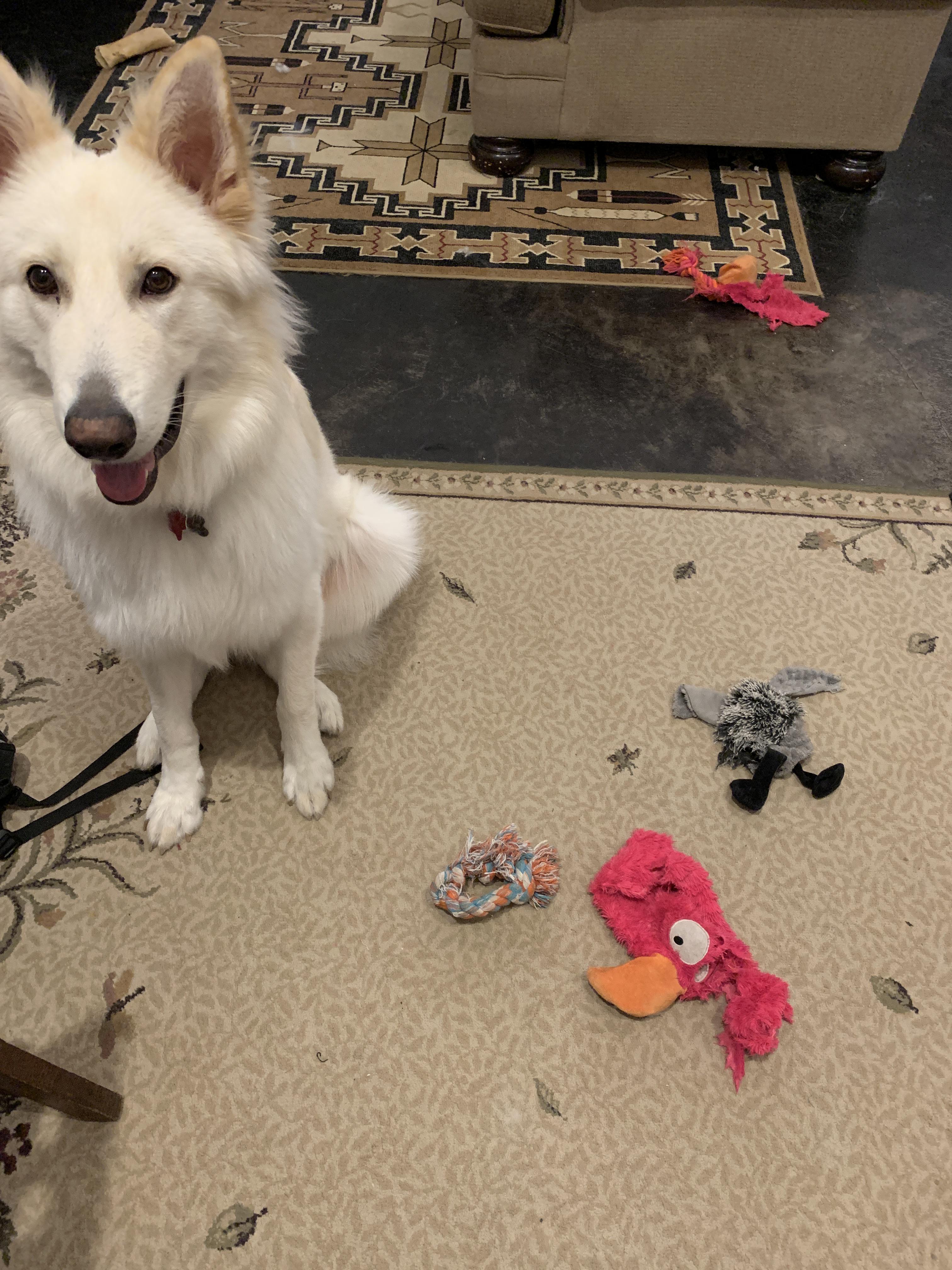 A good boy boasting his roadkill toys | Scrolller