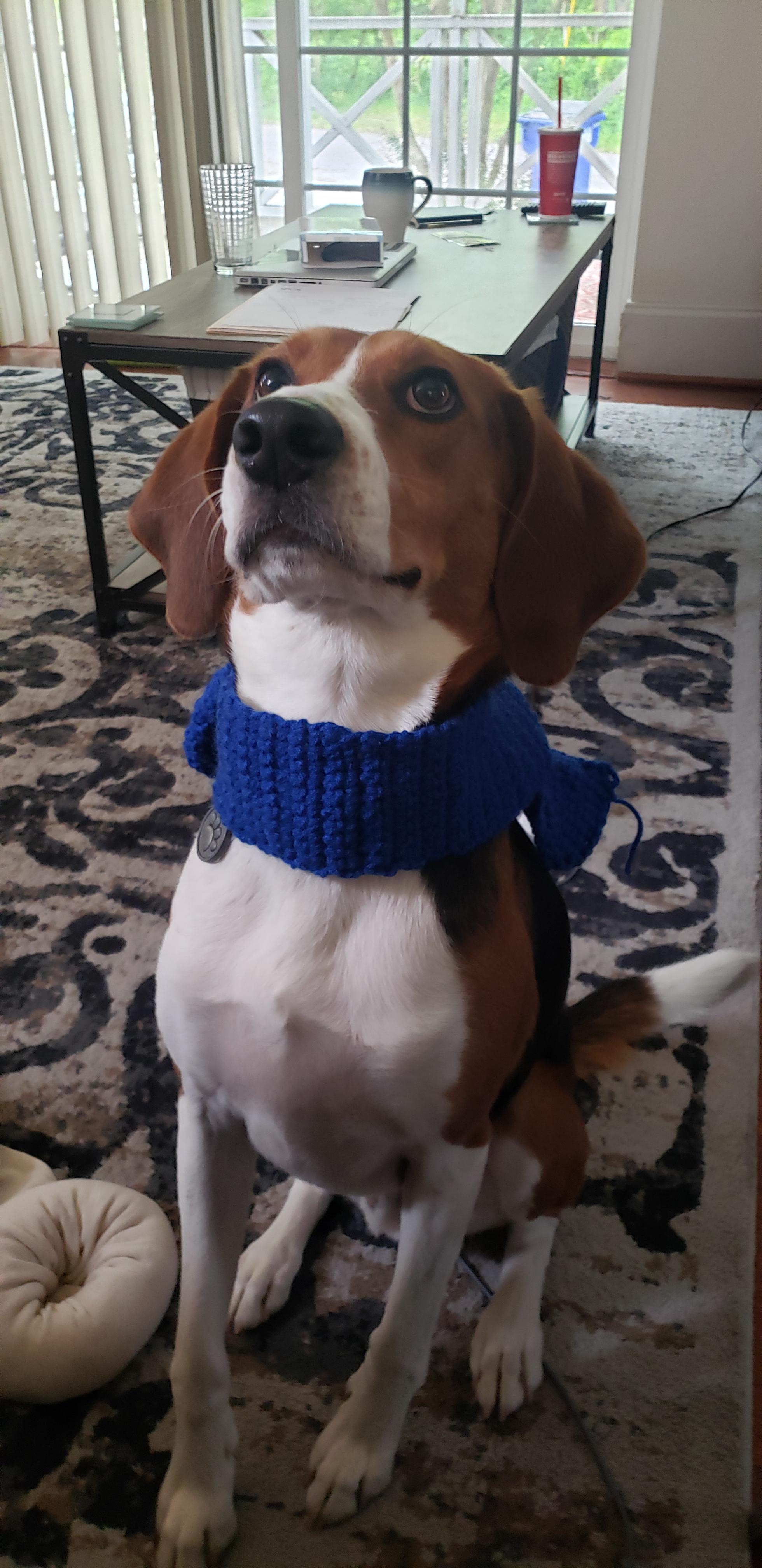 A good boy modeling my first attempt at crochet. Treats were definitely given. | Scrolller