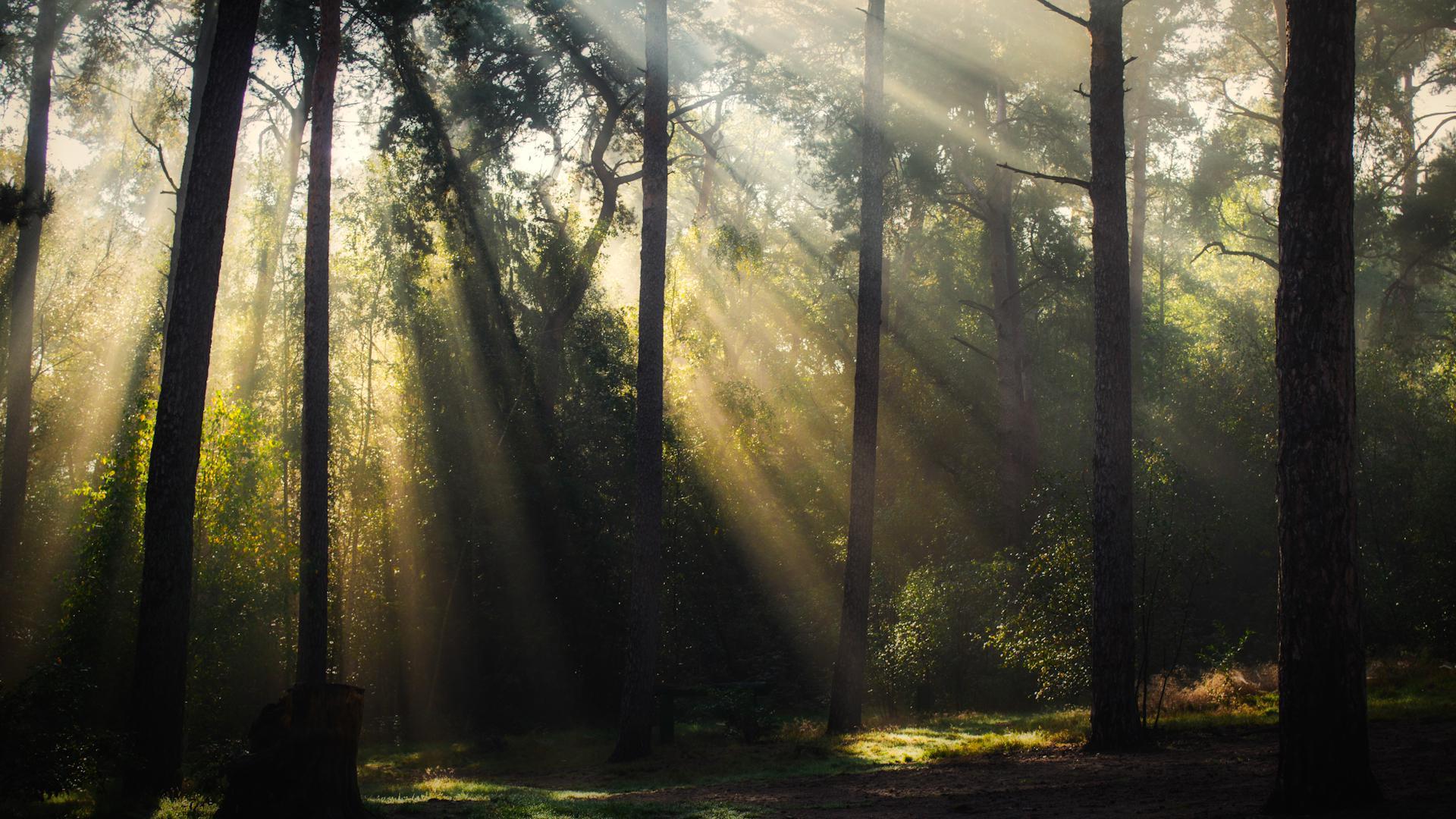 A great summer morning at the forest. [1920x1080] | Scrolller