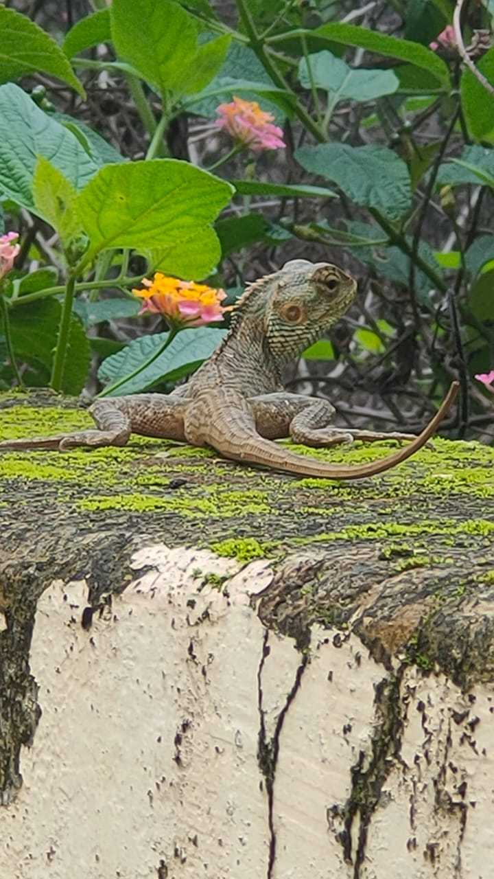 A green iguana | Scrolller