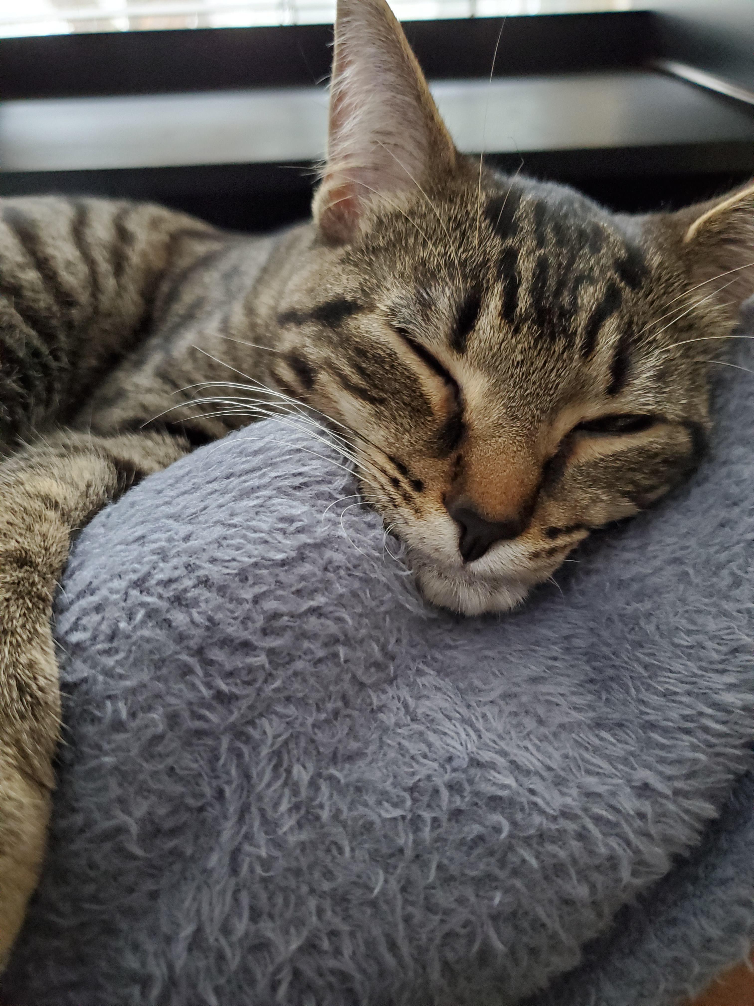 A Grumpy Sleep | Scrolller