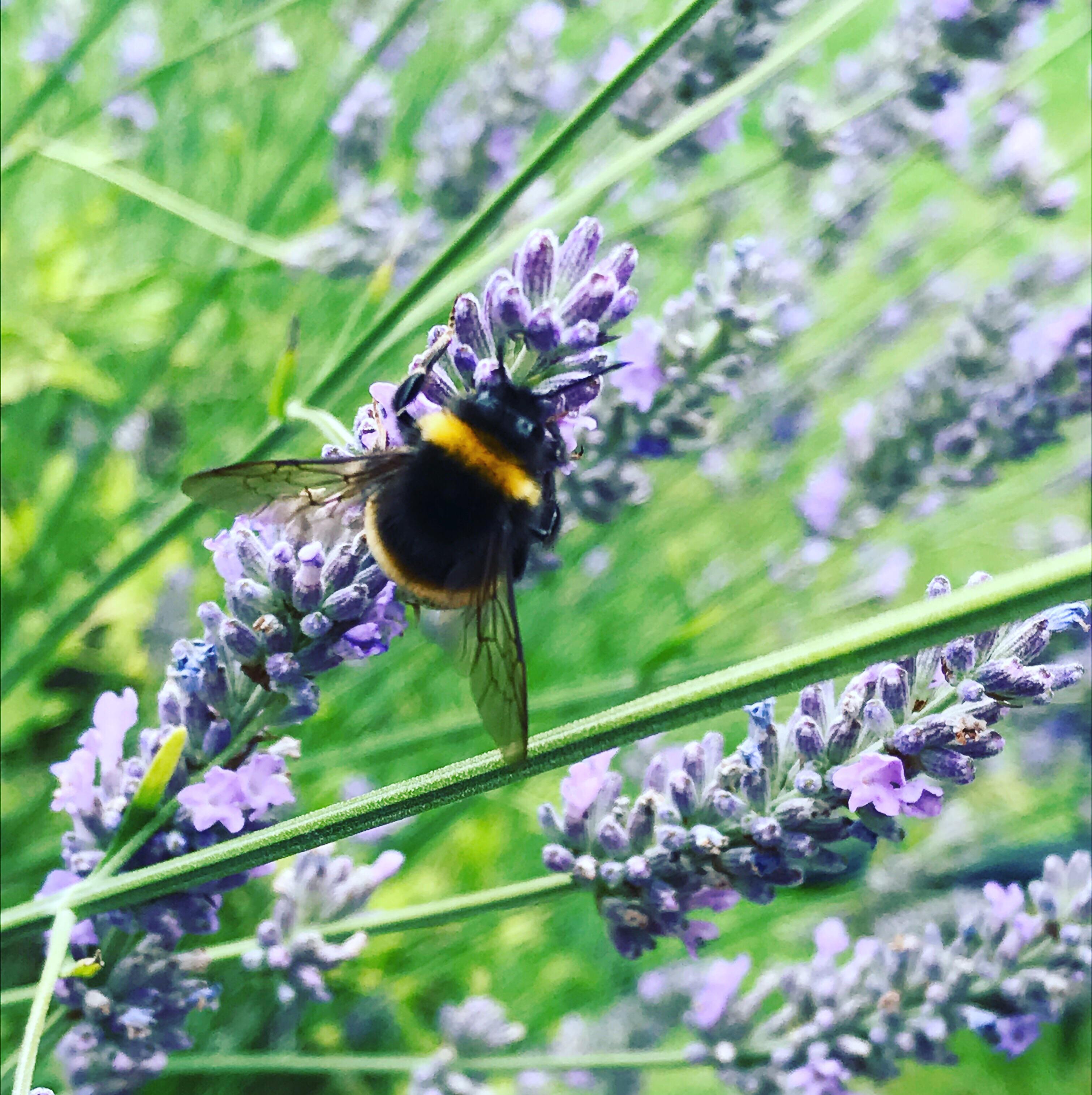 A happy little bee | Scrolller