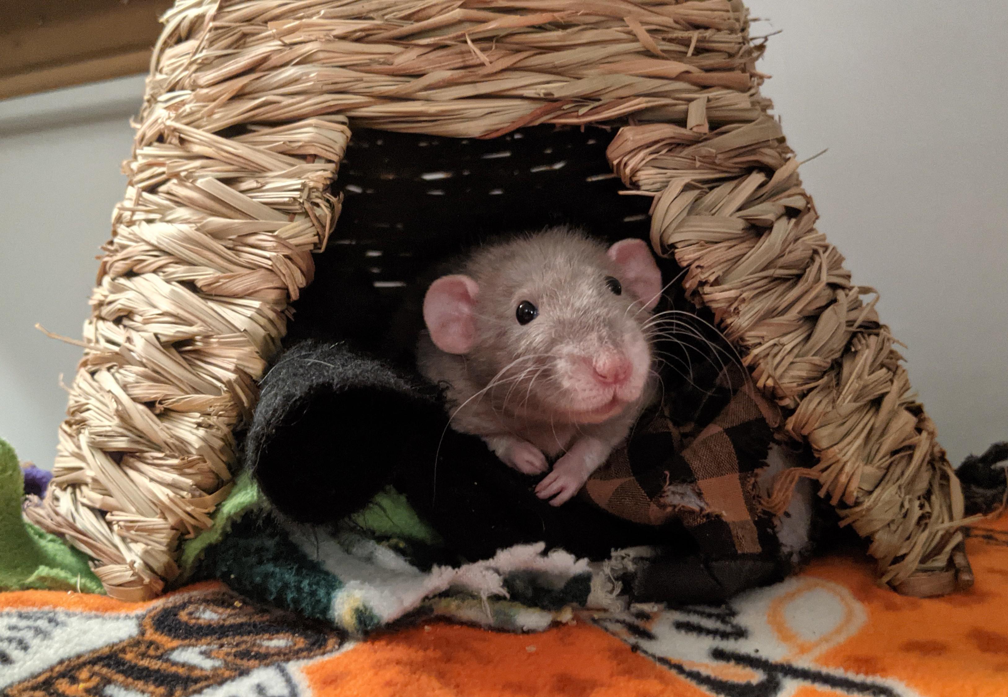 A heart-shaped rat. | Scrolller