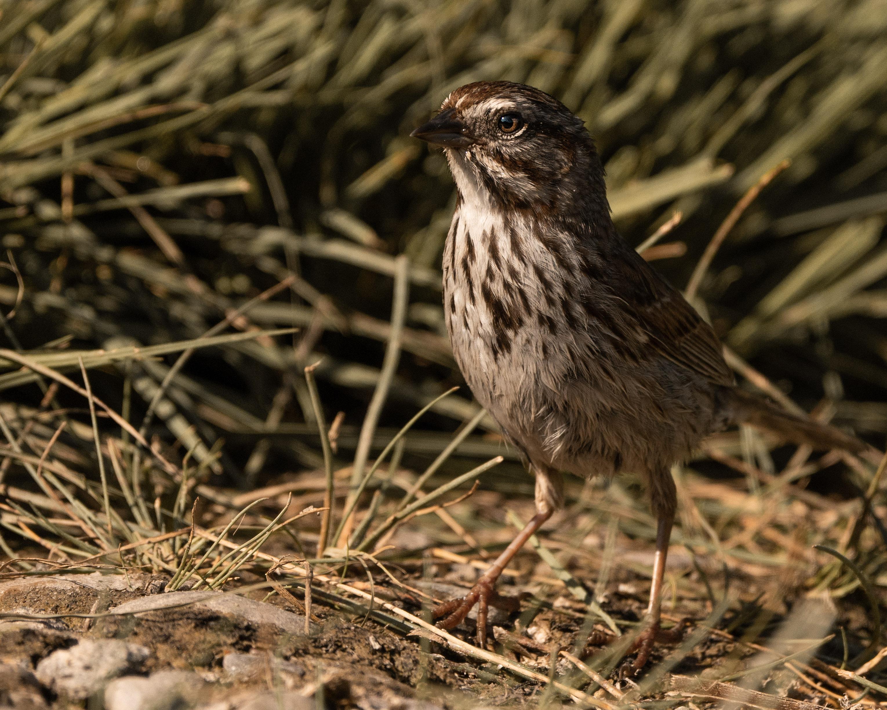 A high res portrait of this little sparrow | Scrolller