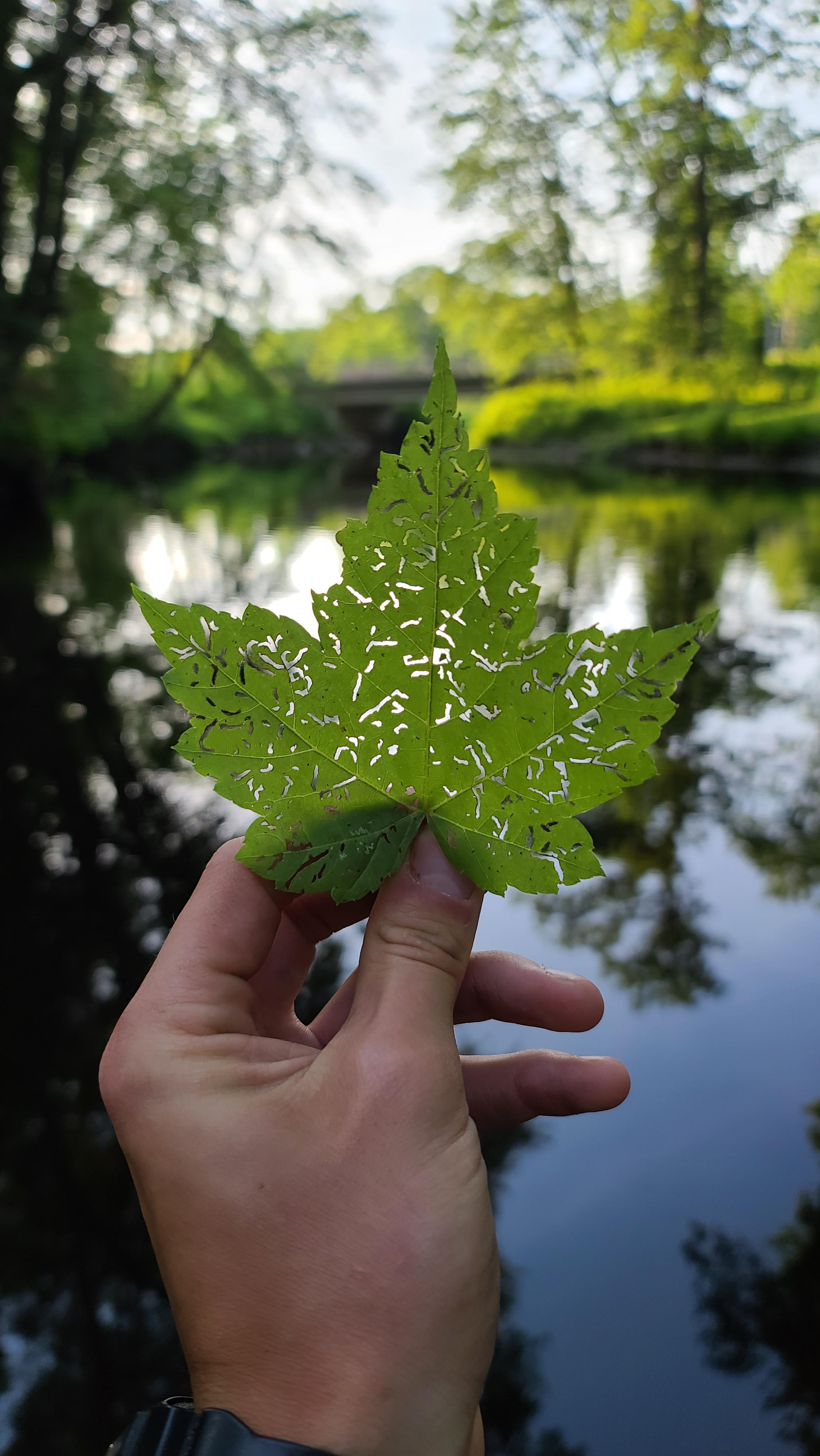 🔥 A hungry Larva had a feast on this Maple Leaf | Scrolller