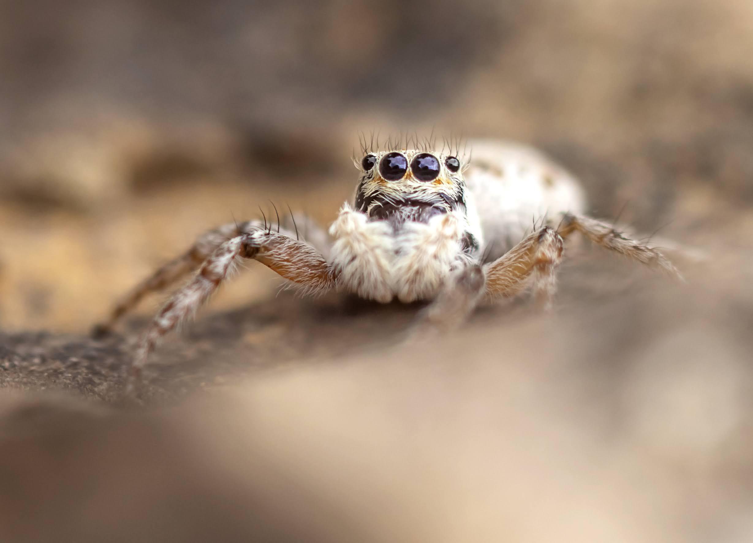 A Jumping Spider | Scrolller