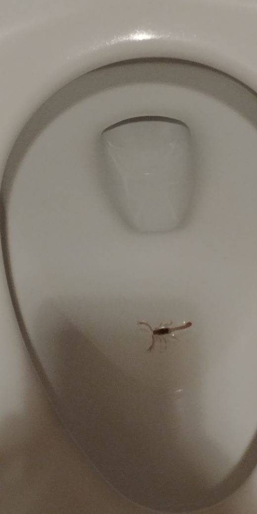 A late night pee in Arizona had some unexpected guests | Scrolller