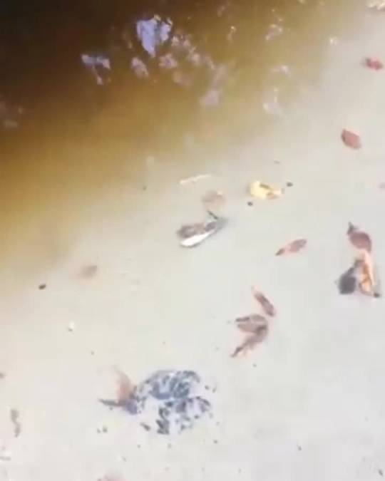 A little bait fish | Scrolller