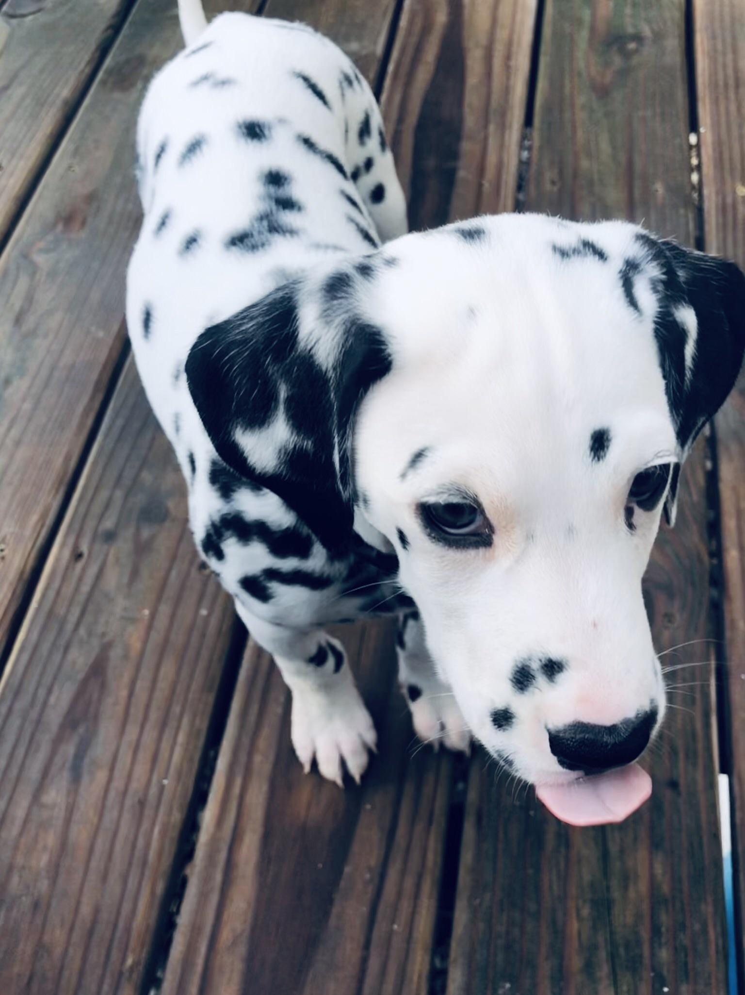 A little morning mlem | Scrolller