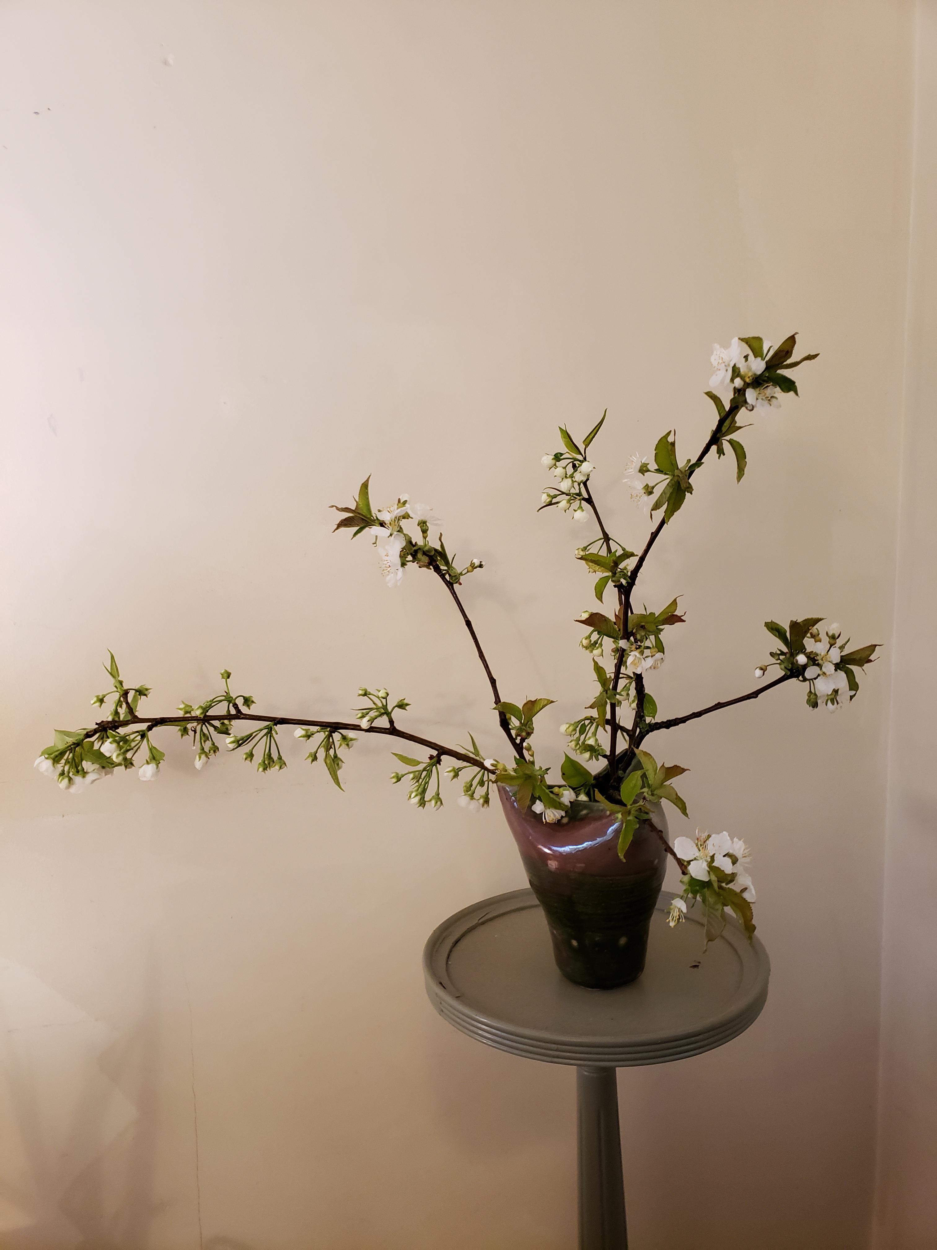 A little Pear and Cherry blossom study | Scrolller