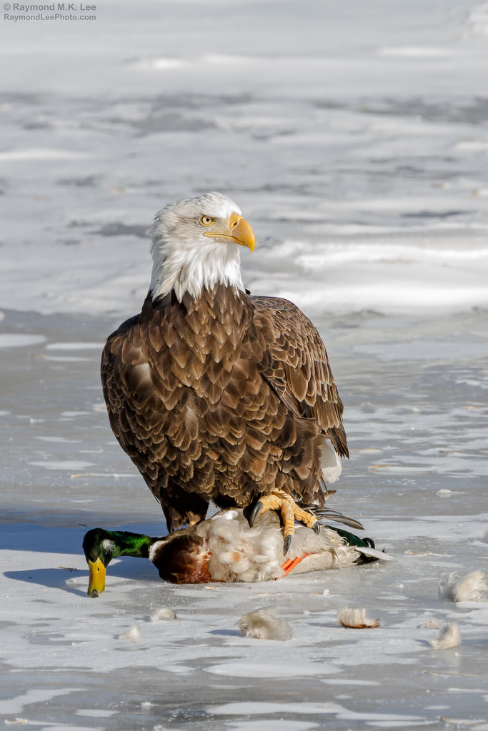 A majestic Bald Eagle with its Mallard kill | Scrolller