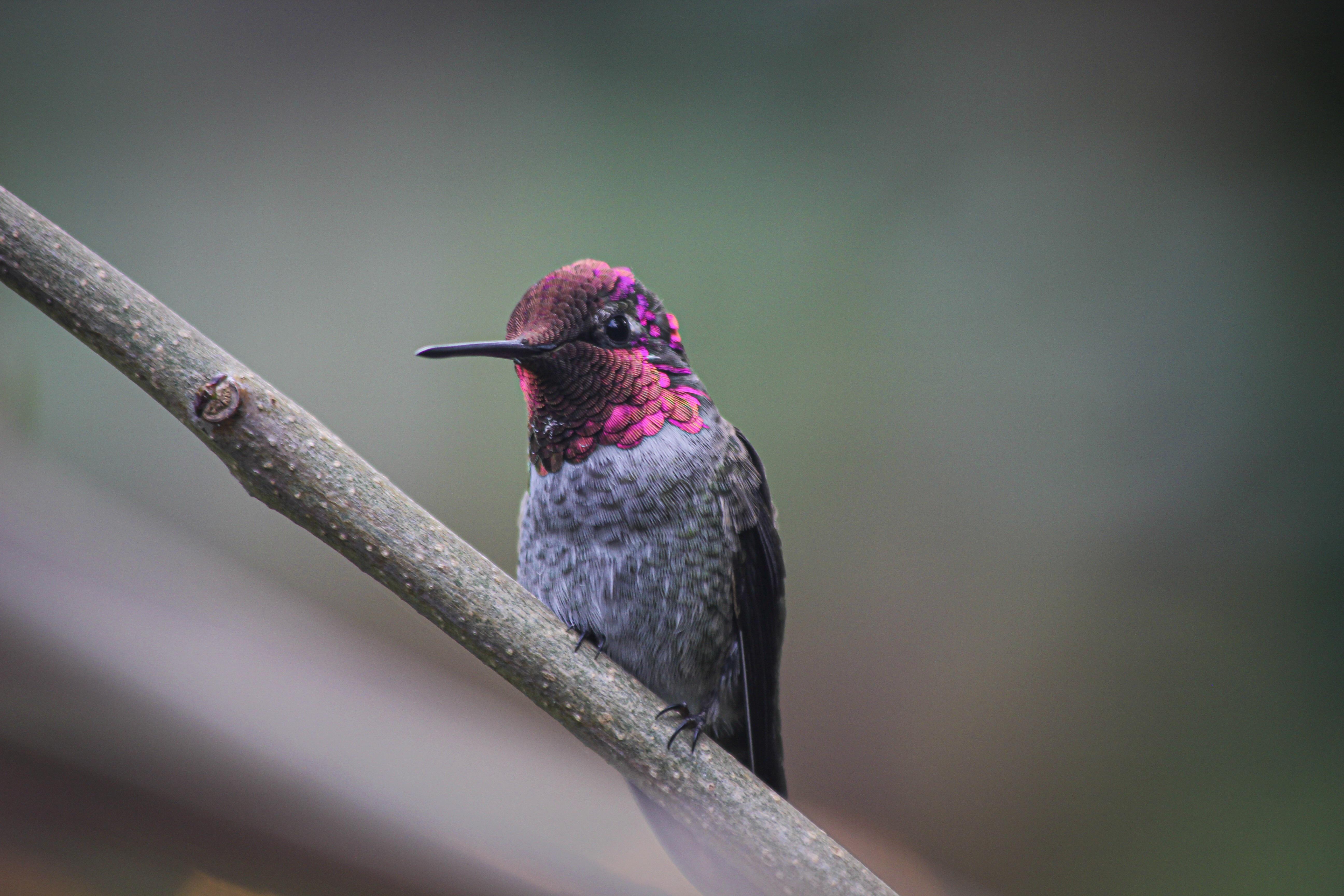 A male Anna’s Hummingbird | Scrolller