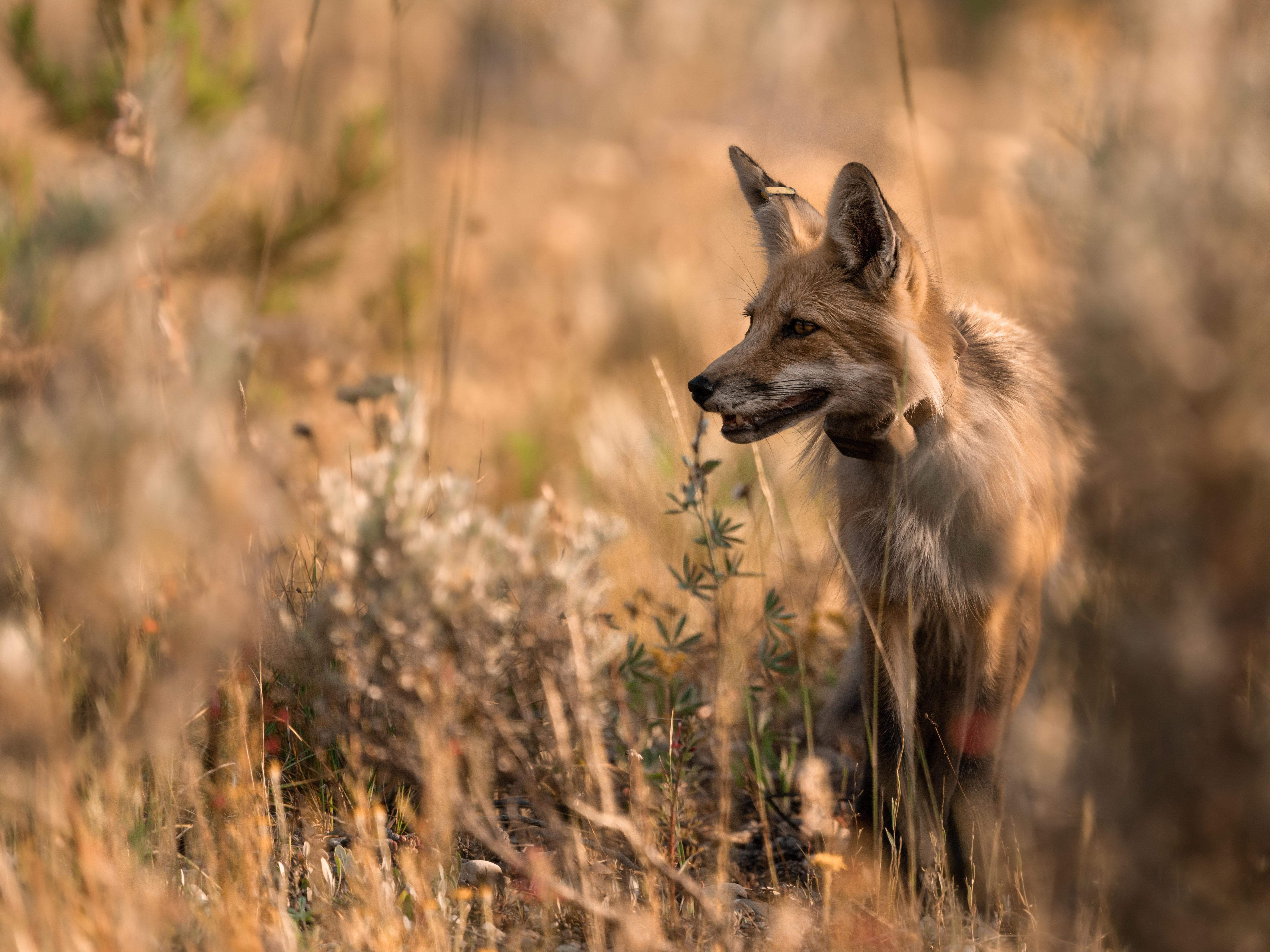 A mamma fox out hunting for her pups in the grand tetons | Scrolller