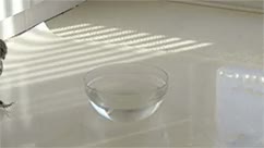 A Moist Owlet | Scrolller