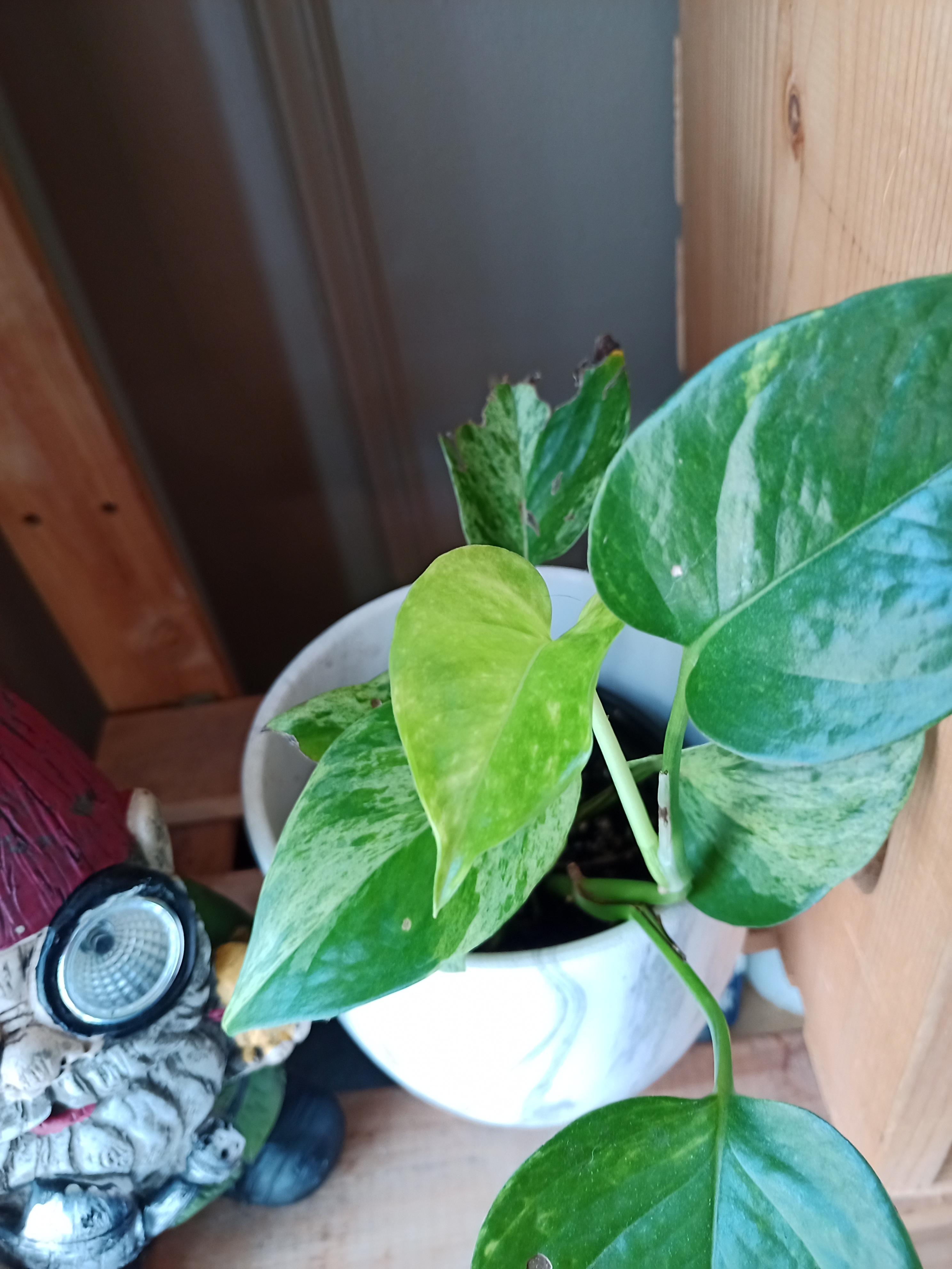 A new leave in my pothos! | Scrolller
