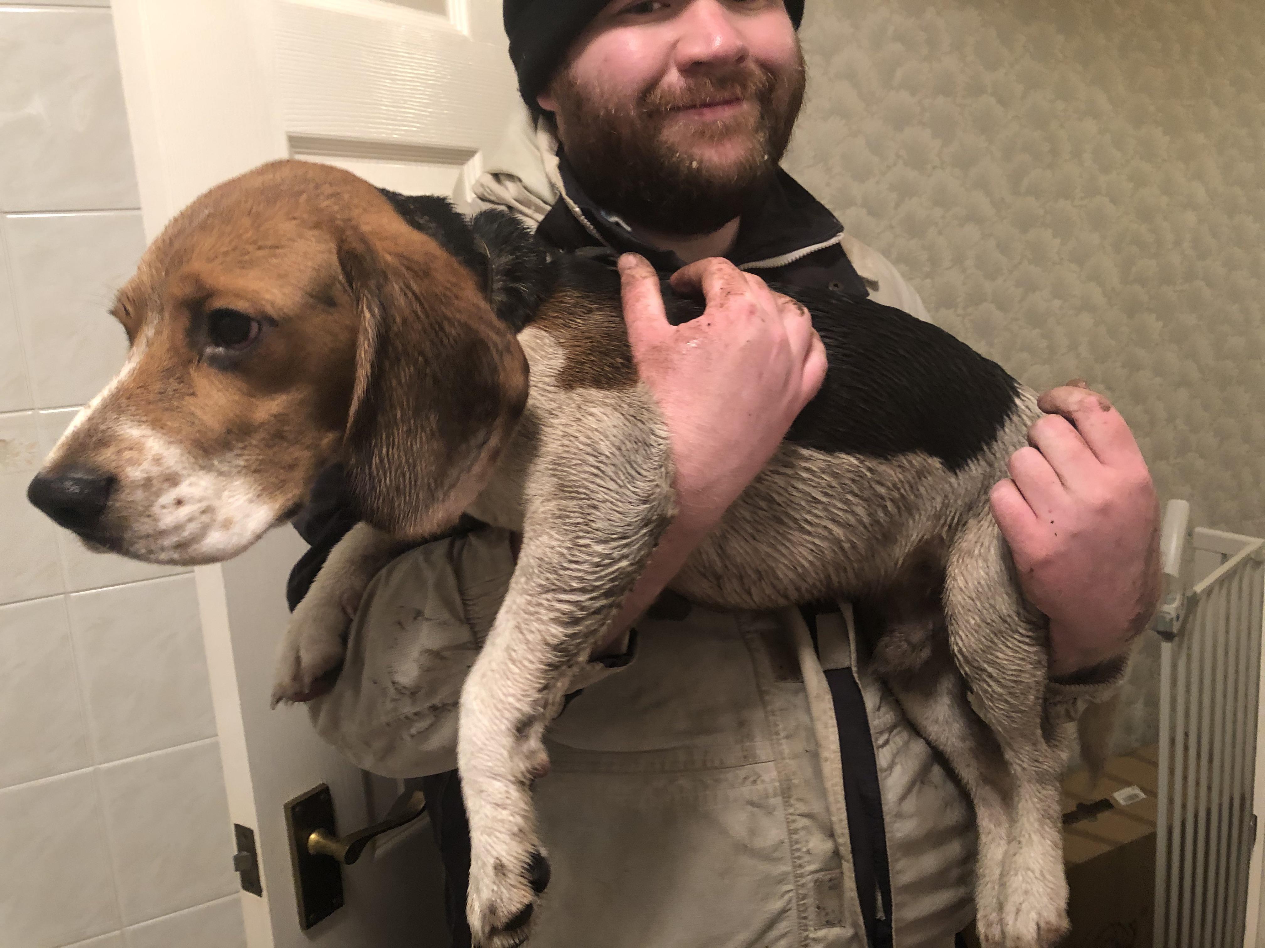 A new sort of Beagle breed.... muddy beagle puppy | Scrolller