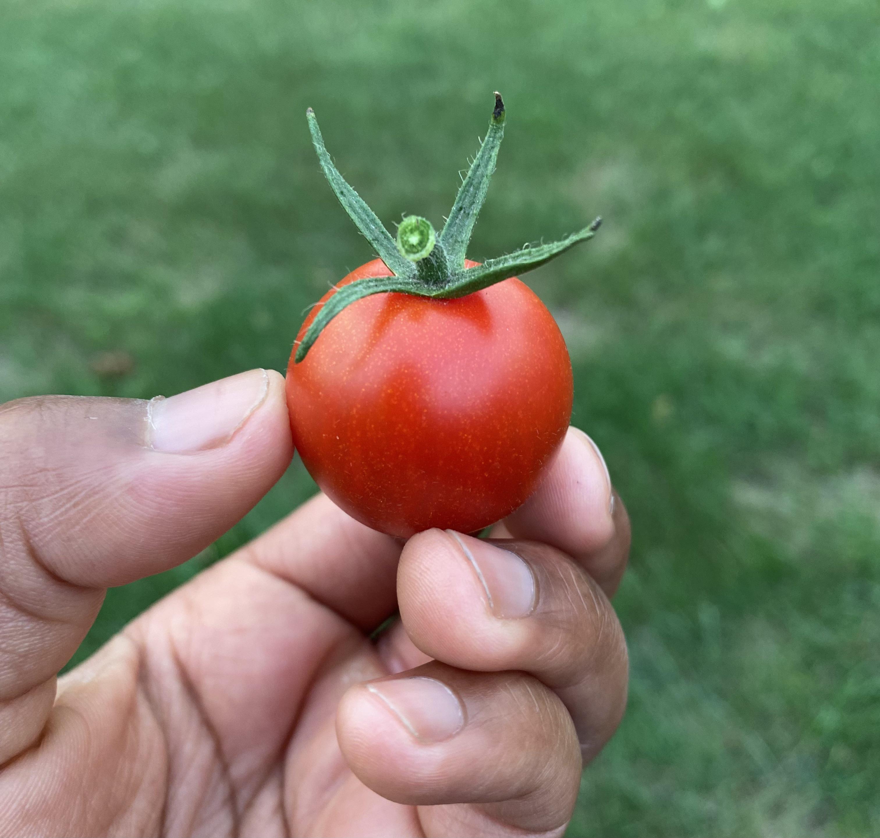 A perfectly ripe tomato 🍅 | Scrolller