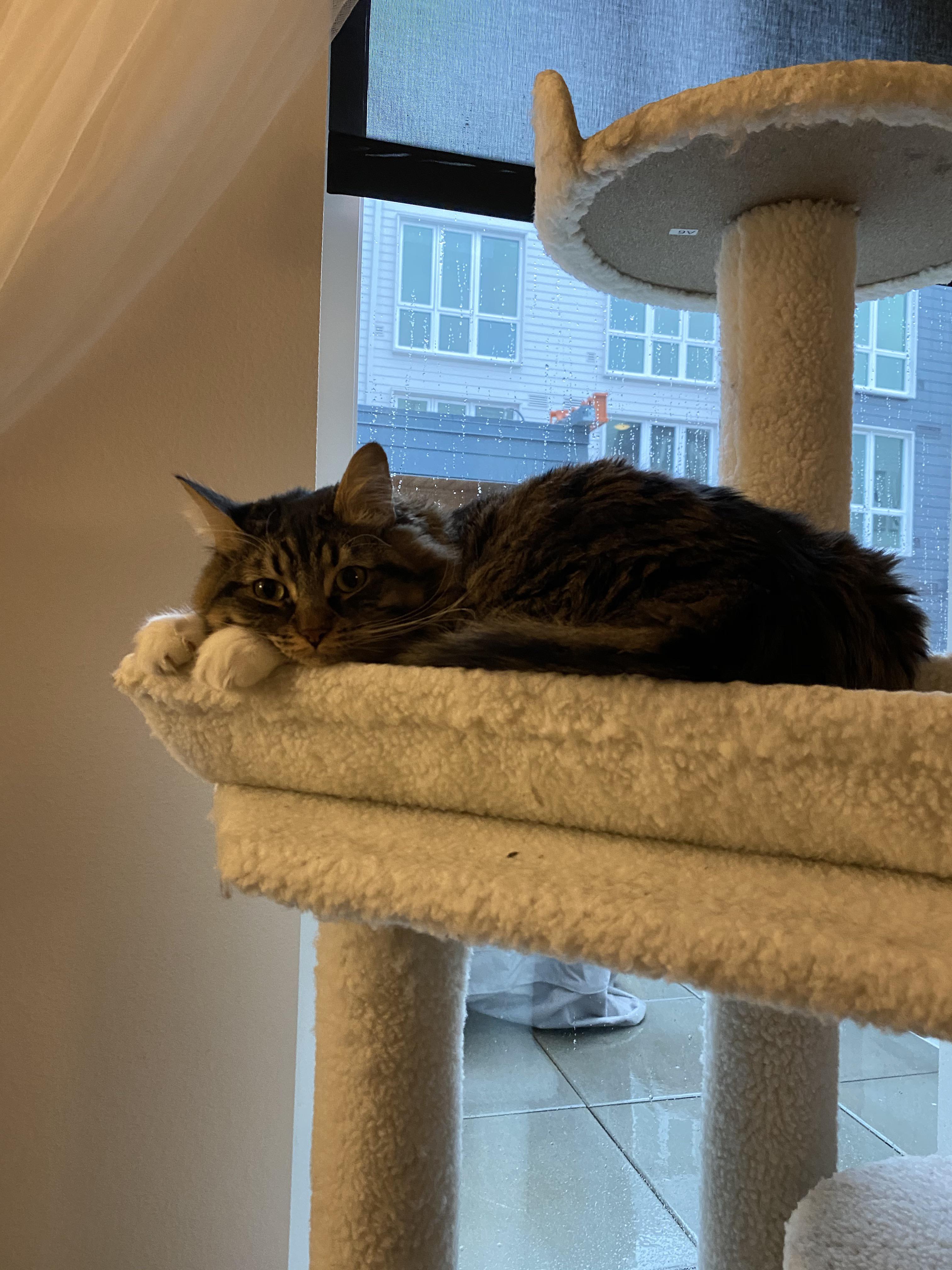 a polite boy in his tree | Scrolller