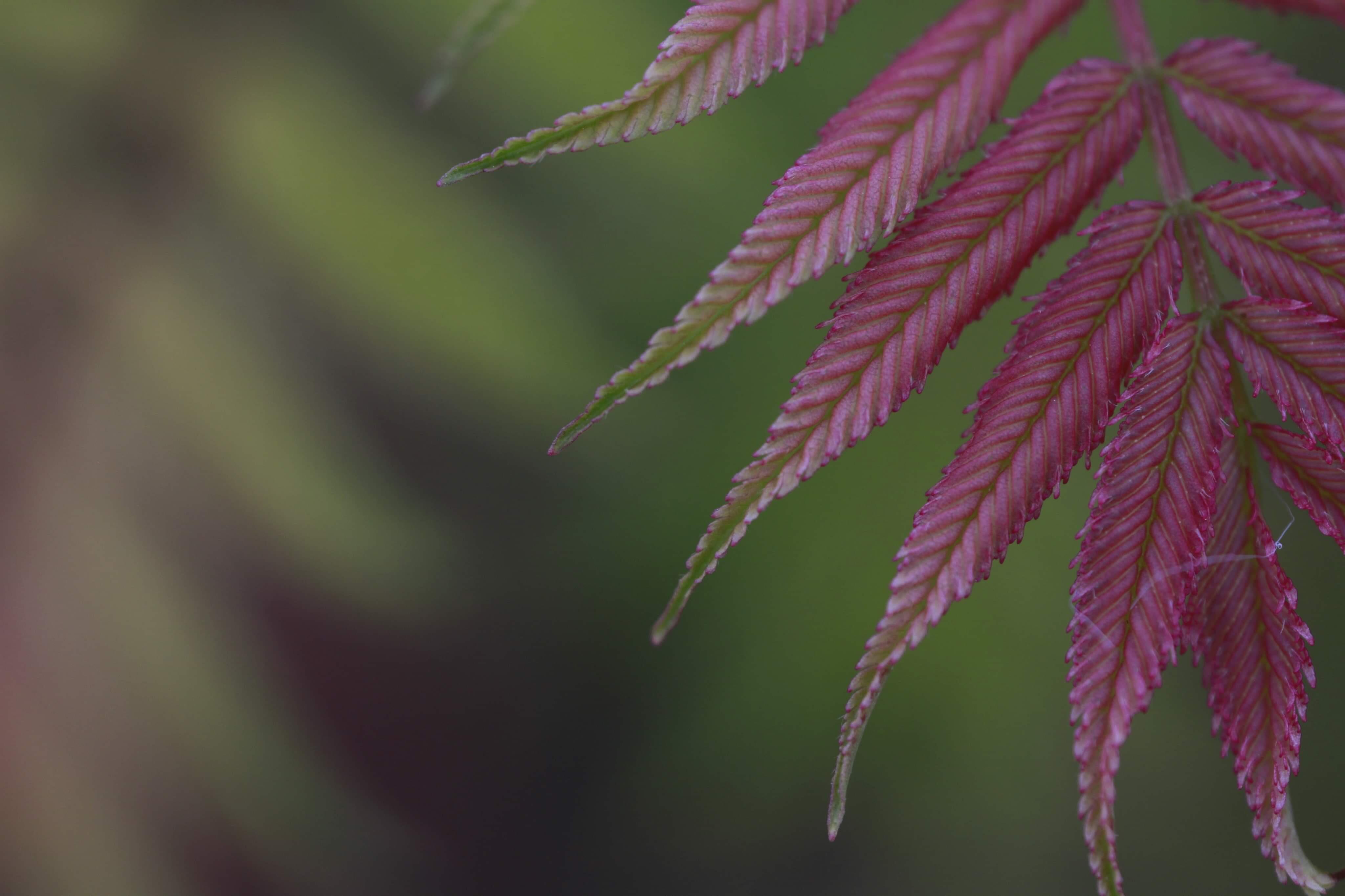 A pretty leaf | Scrolller