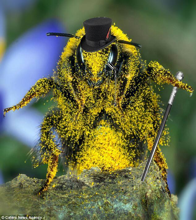 A Prosperous Fellow, With Plenty of Pollen. | Scrolller