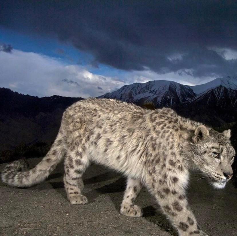 A beautiful snow leopard | Scrolller