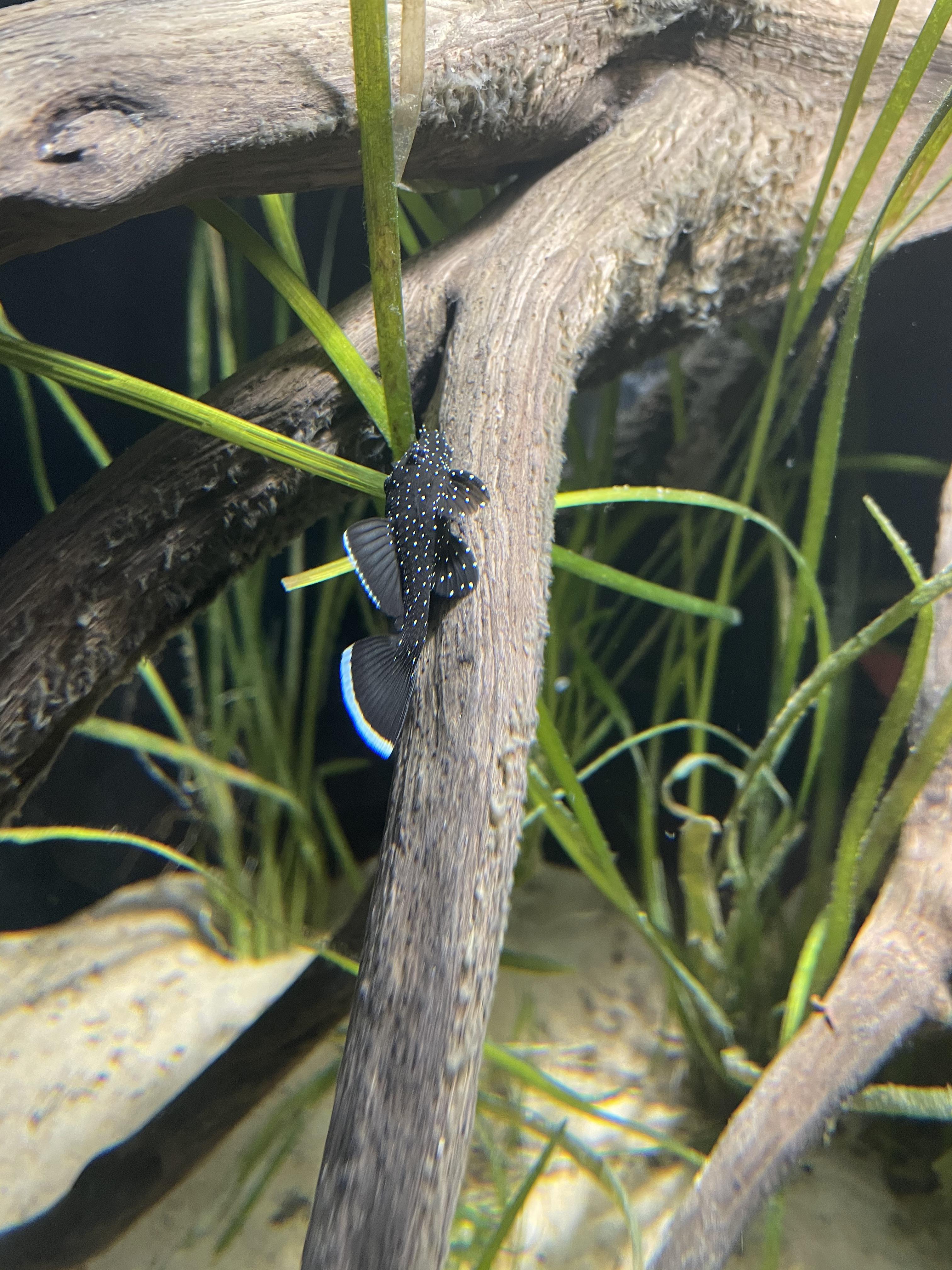 A rare sighting! | Scrolller