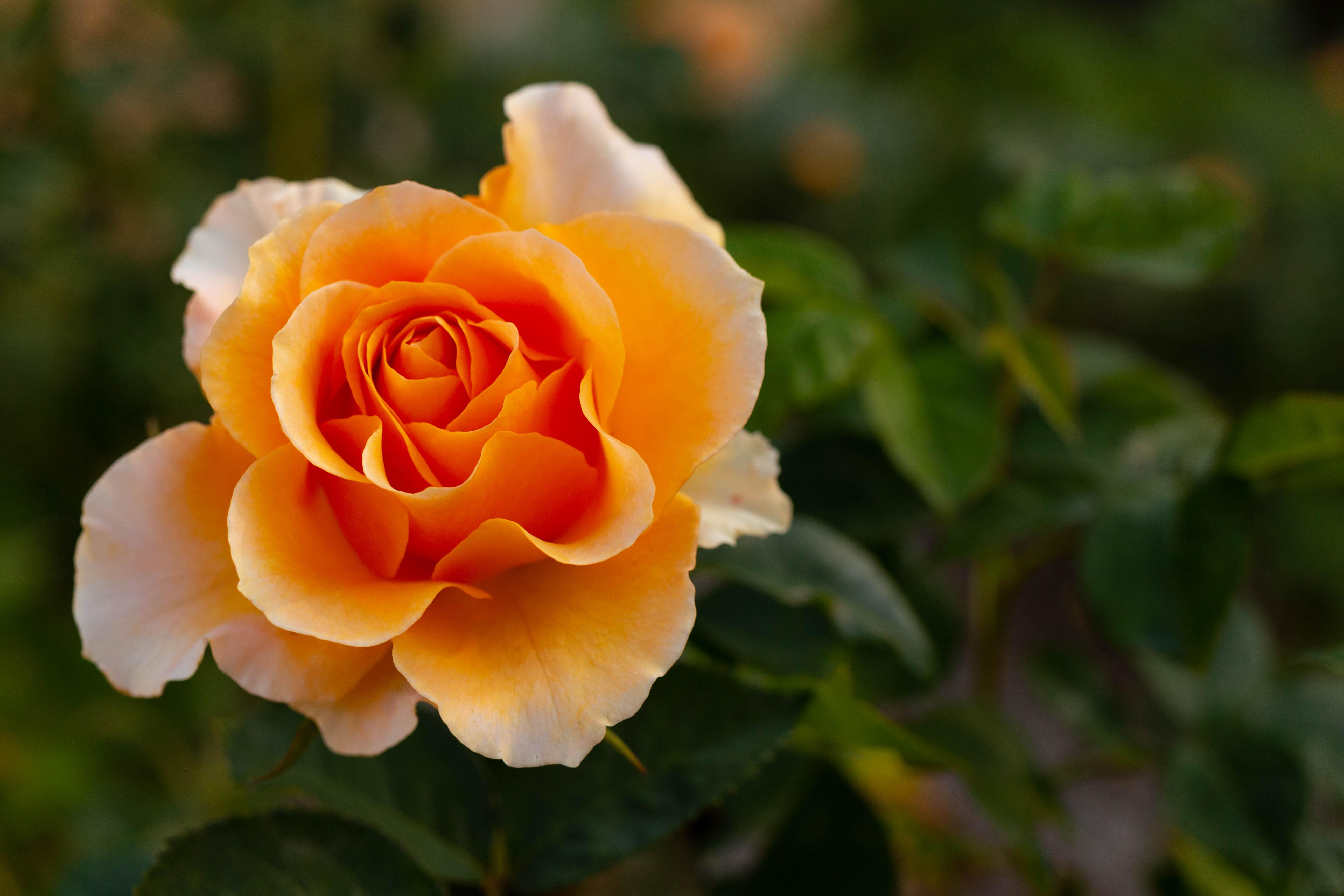 A rose in full bloom | Scrolller