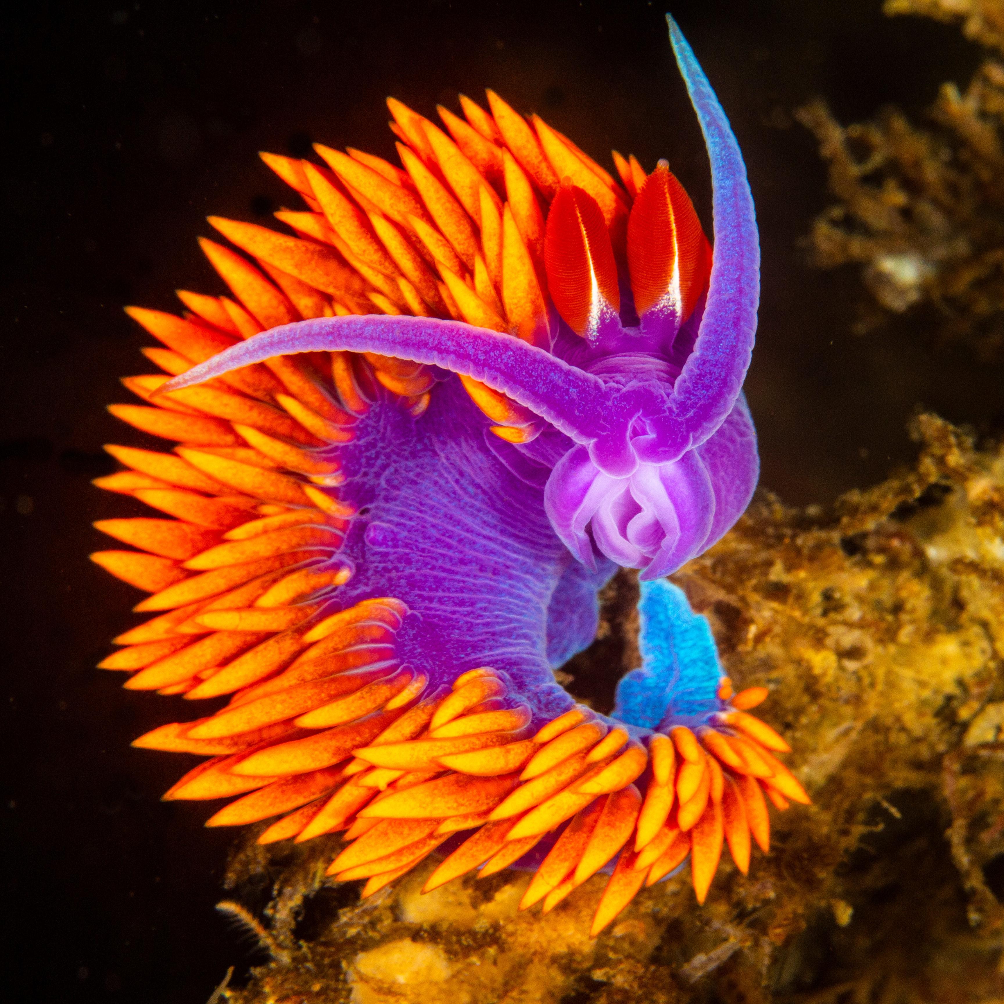 🔥 A sea slug: Spanish Shawl | Scrolller